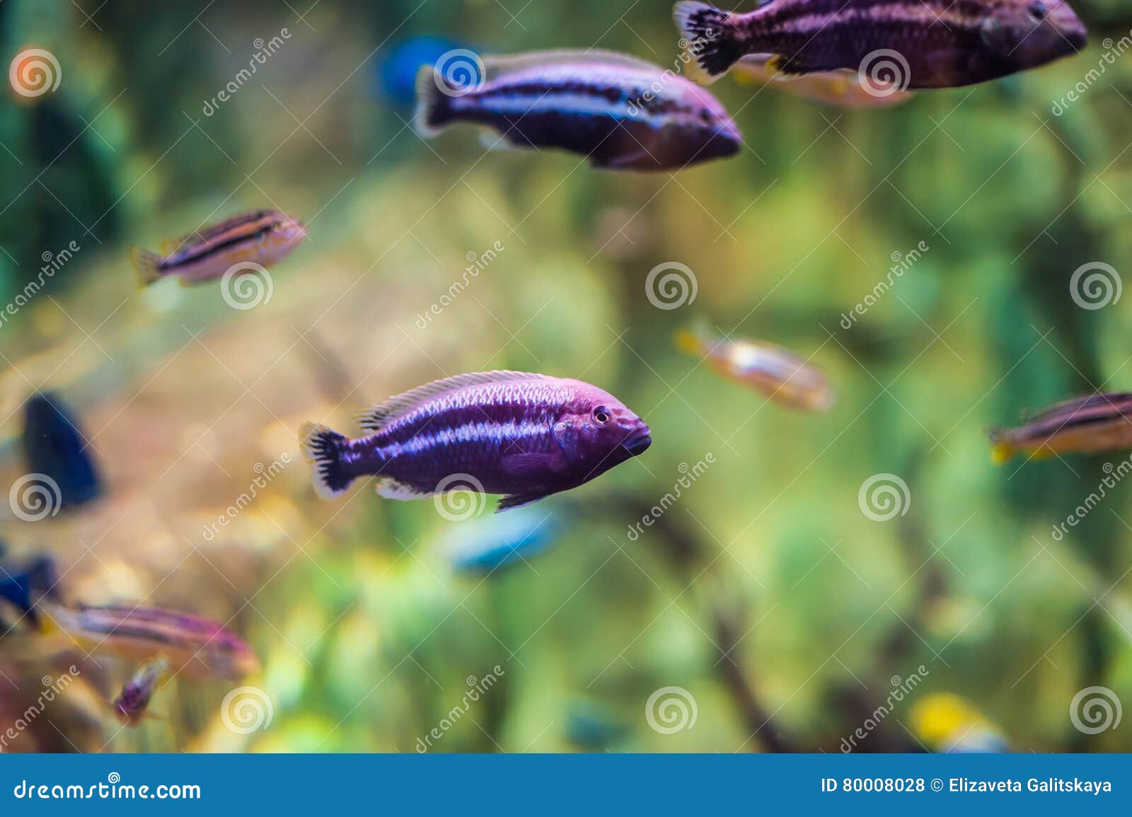 Purple Freshwater Fish