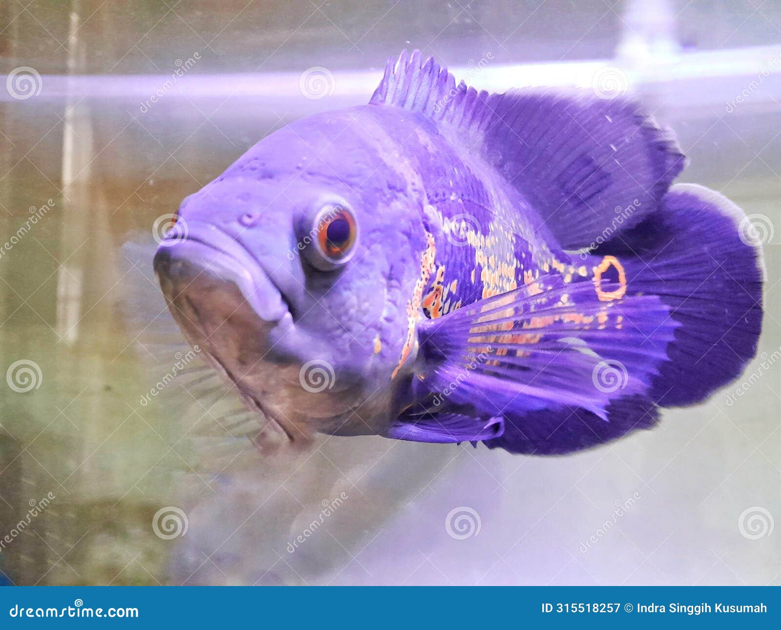 A Purple Fish with Big Eyes Stock Image - Image of beautiful ...