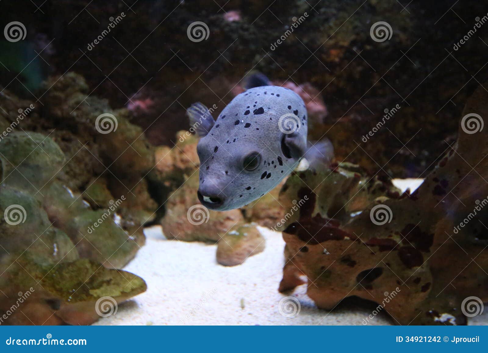 Purple fish stock photo. Image of creature, water, stones - 34921242