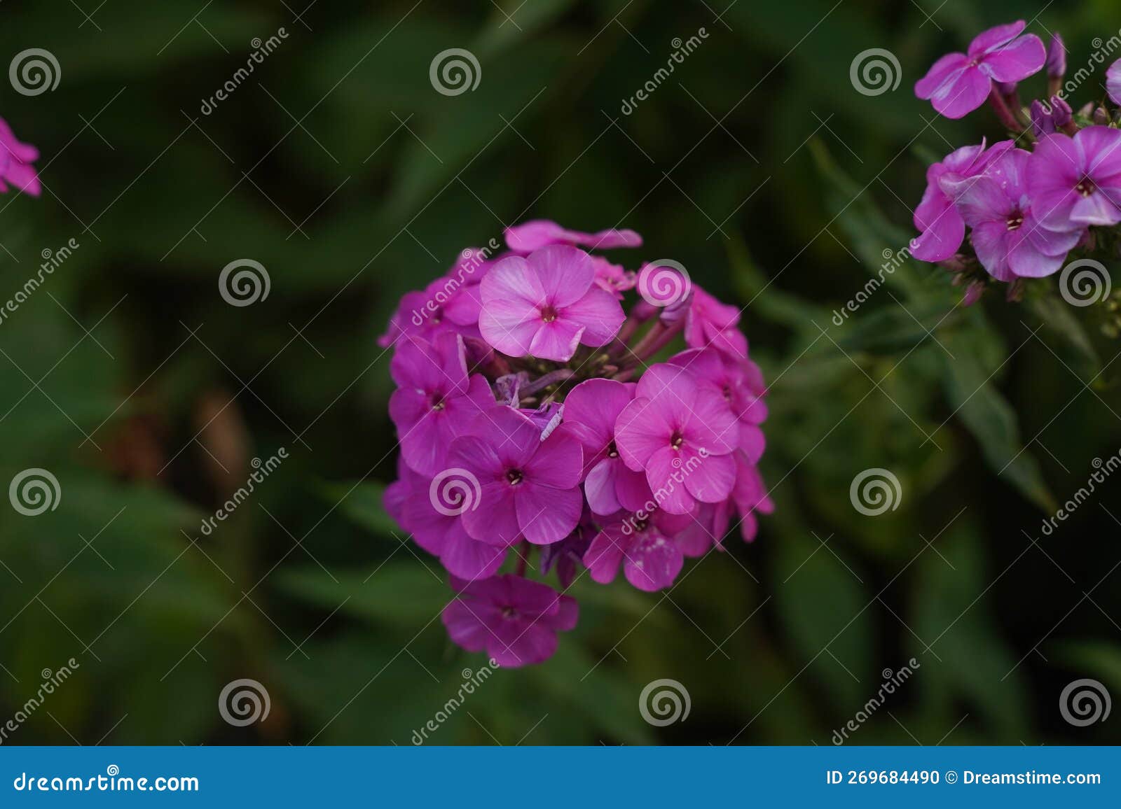 Purple Flame Flowers of Phlox Close Up. Stock Photo - Image of macro ...
