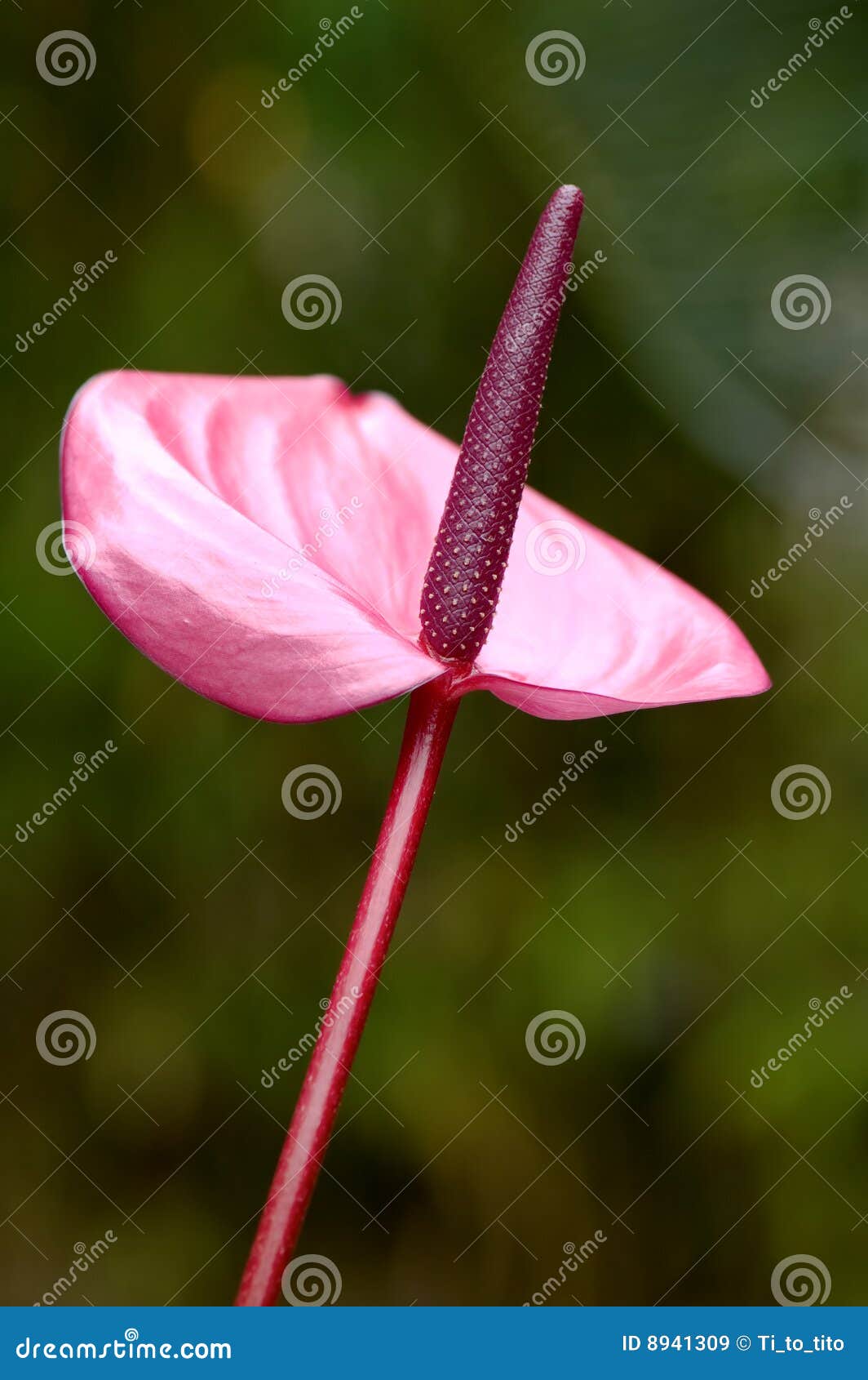 Flamingo Flower Blossom Spotted In The Secret Gardens Stock Image ...