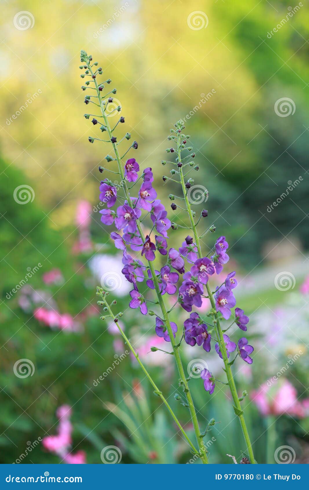 Purple Flax stock photo. Image of violet, small, petal - 9770180