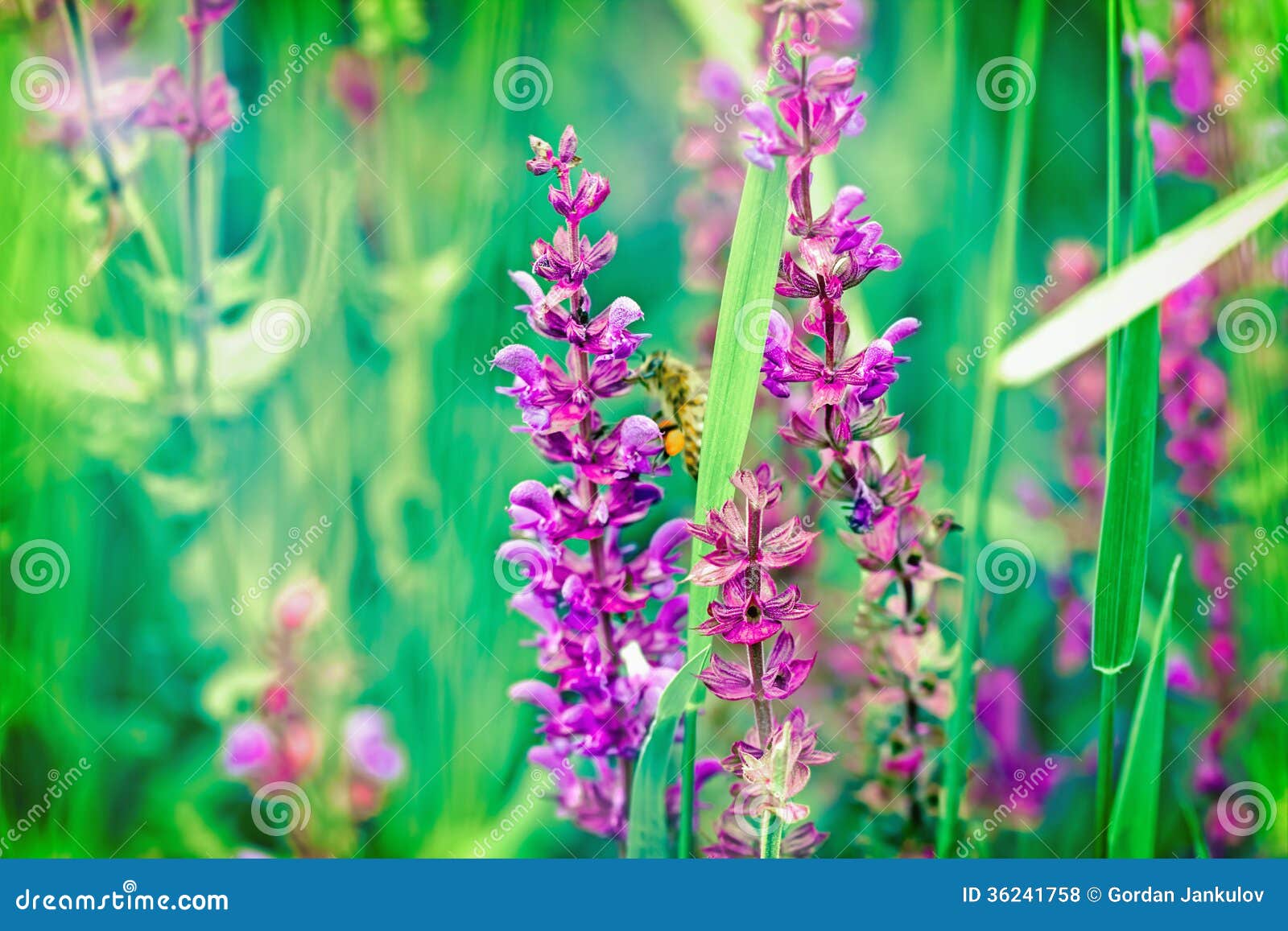 Purple floower stock photo. Image of environment, flora - 36241758