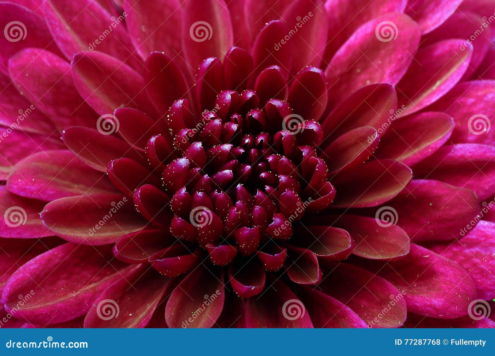 Purple Flower for Background or Texture Stock Photo - Image of floral ...