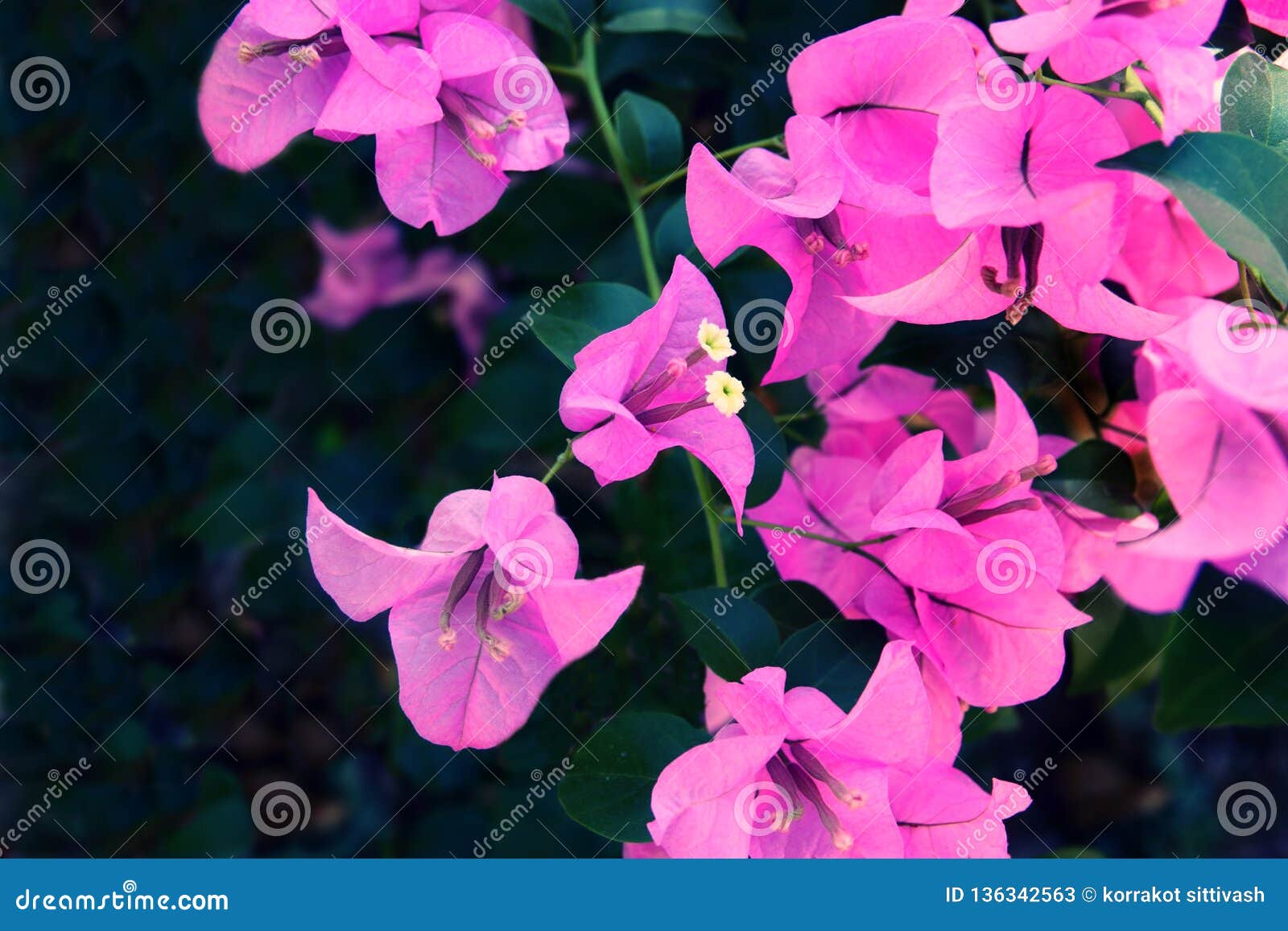Purple Flower Background Texture, Natural Background Stock Image ...