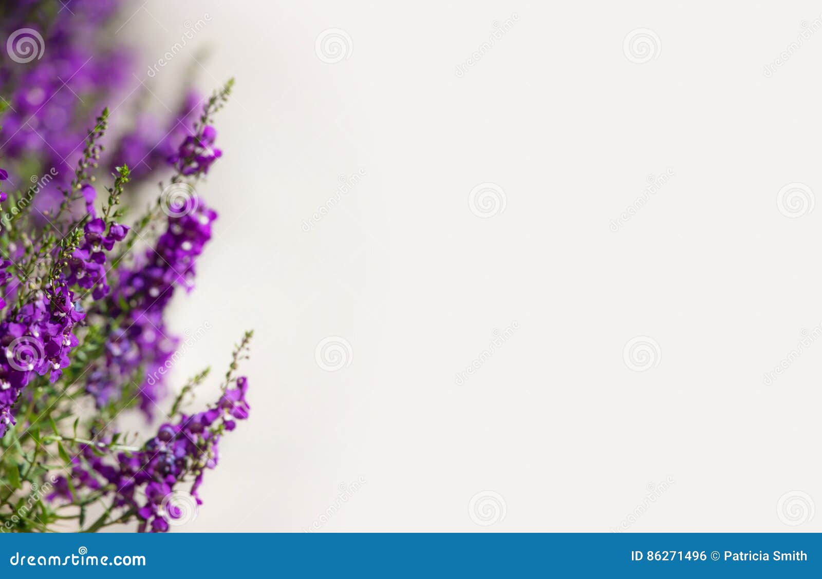 Lavender Page Border