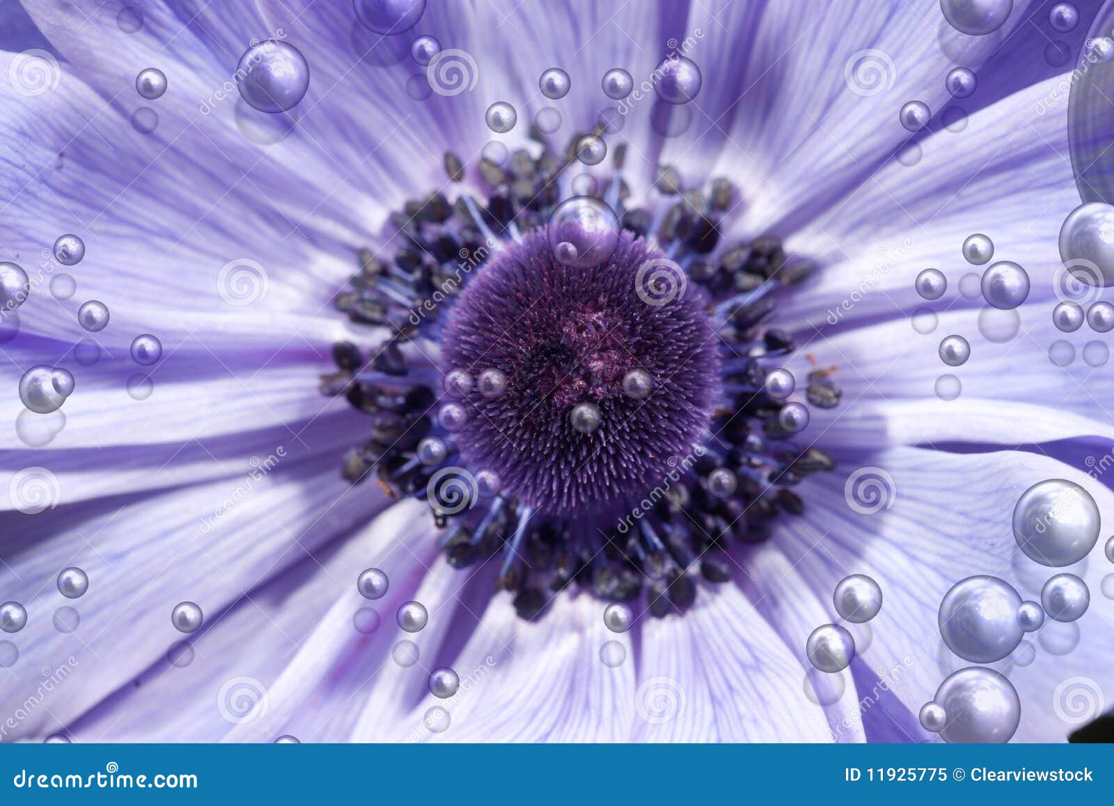 Purple flower with bubbles stock image. Image of purple - 11925775