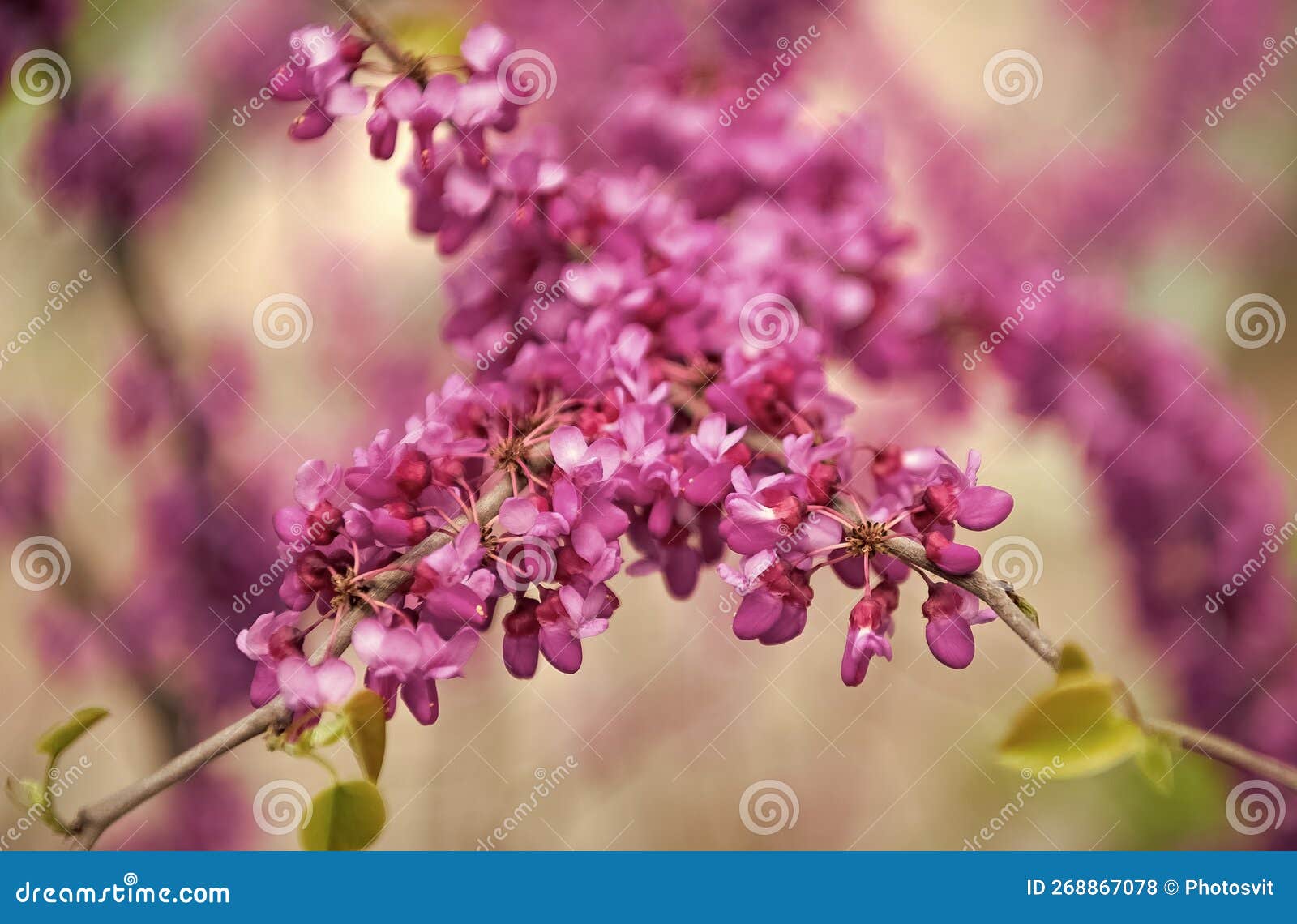 Purple Flower Buds of Blooming Sakura Tree in Spring Stock Photo ...