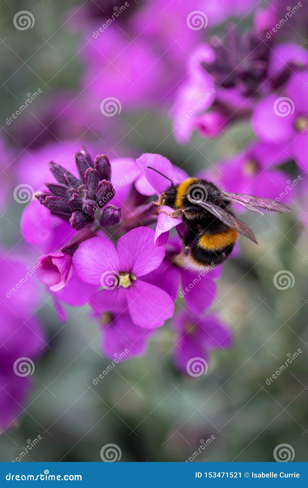 Purple Flower with Bumble Bee Stock Image - Image of bloom, pollen ...