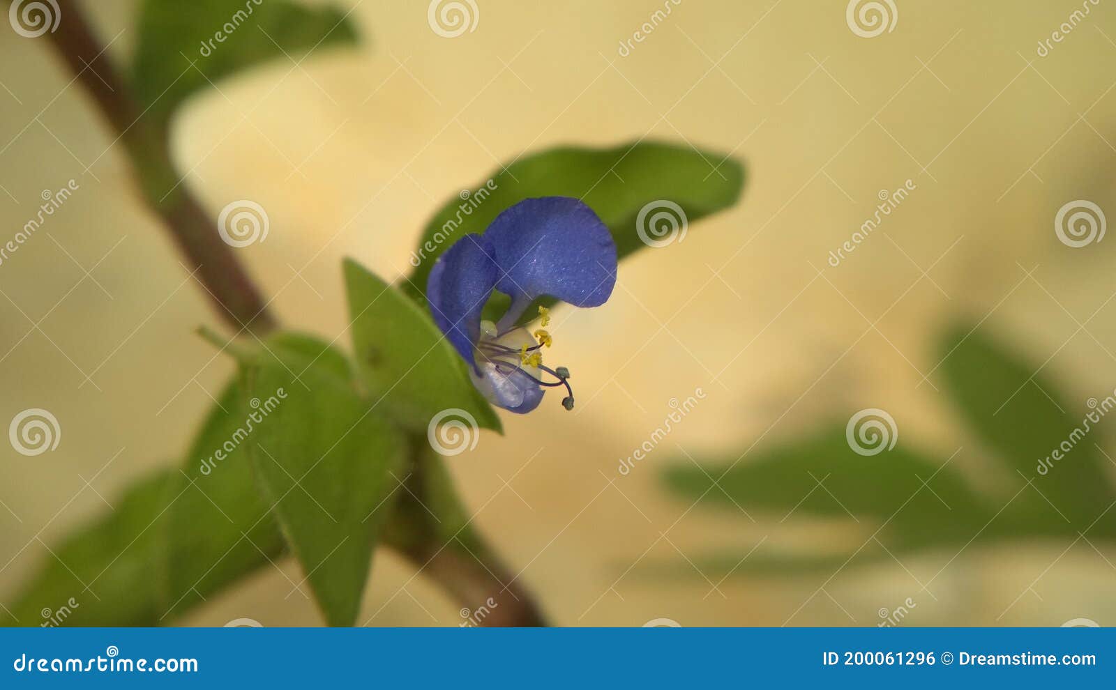 Purple Flower at Closer Look Stock Photo - Image of foreground, produce ...