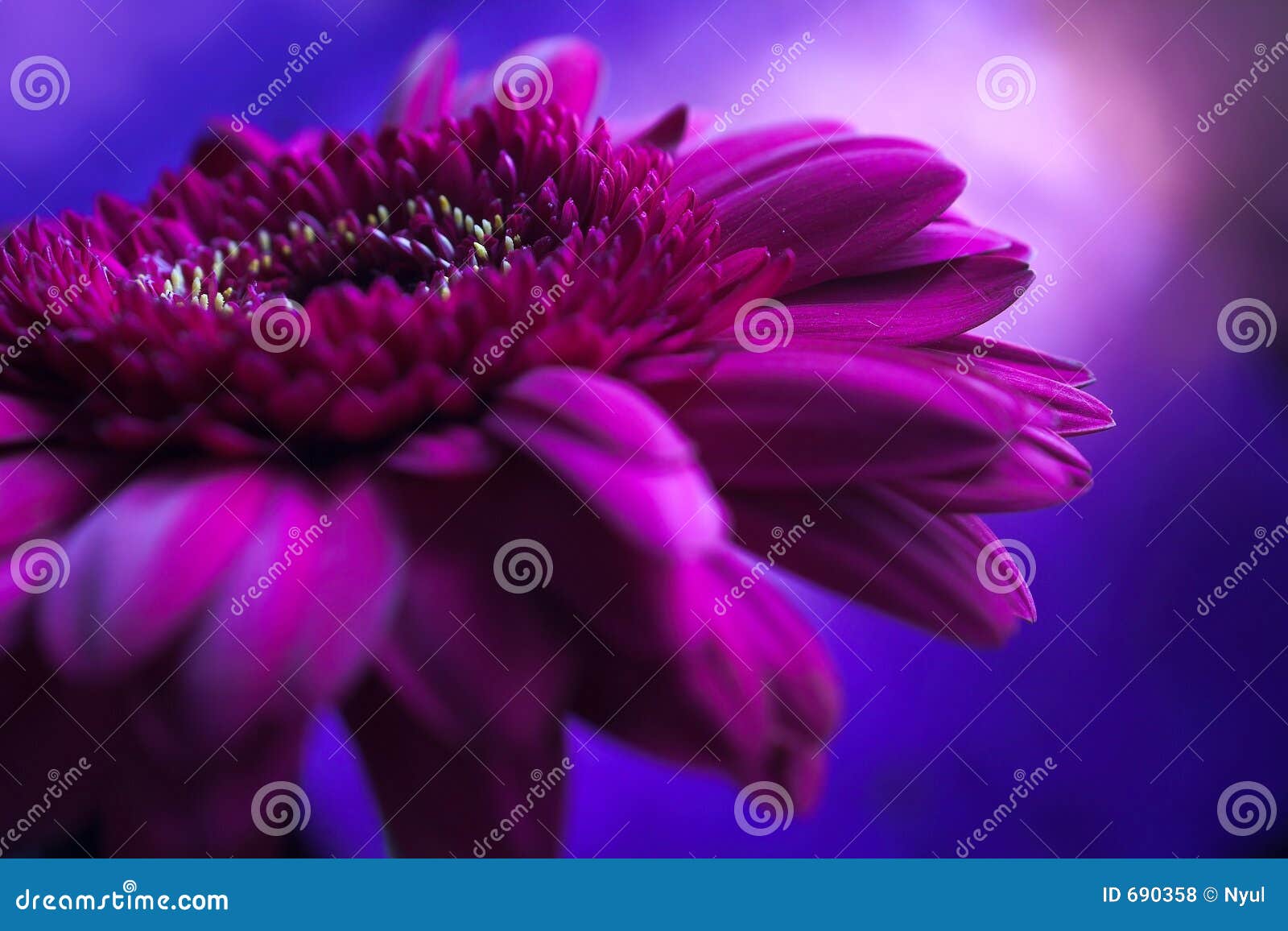 Purple Flower Composition 1. Stock Photo - Image of flower, name: 690358
