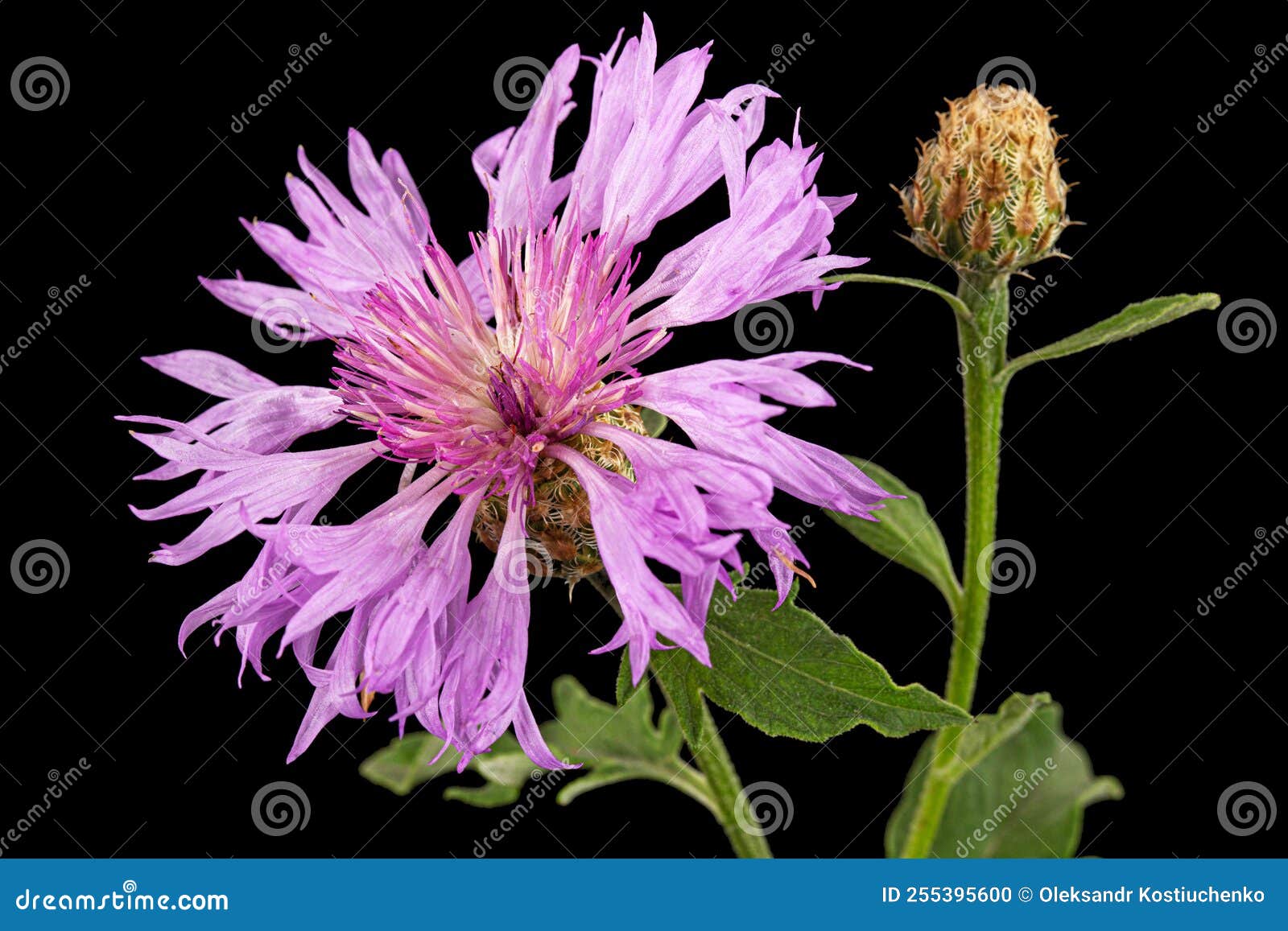 Purple Flower of Cornflower, Lat. Centaurea, Isolated on Black ...