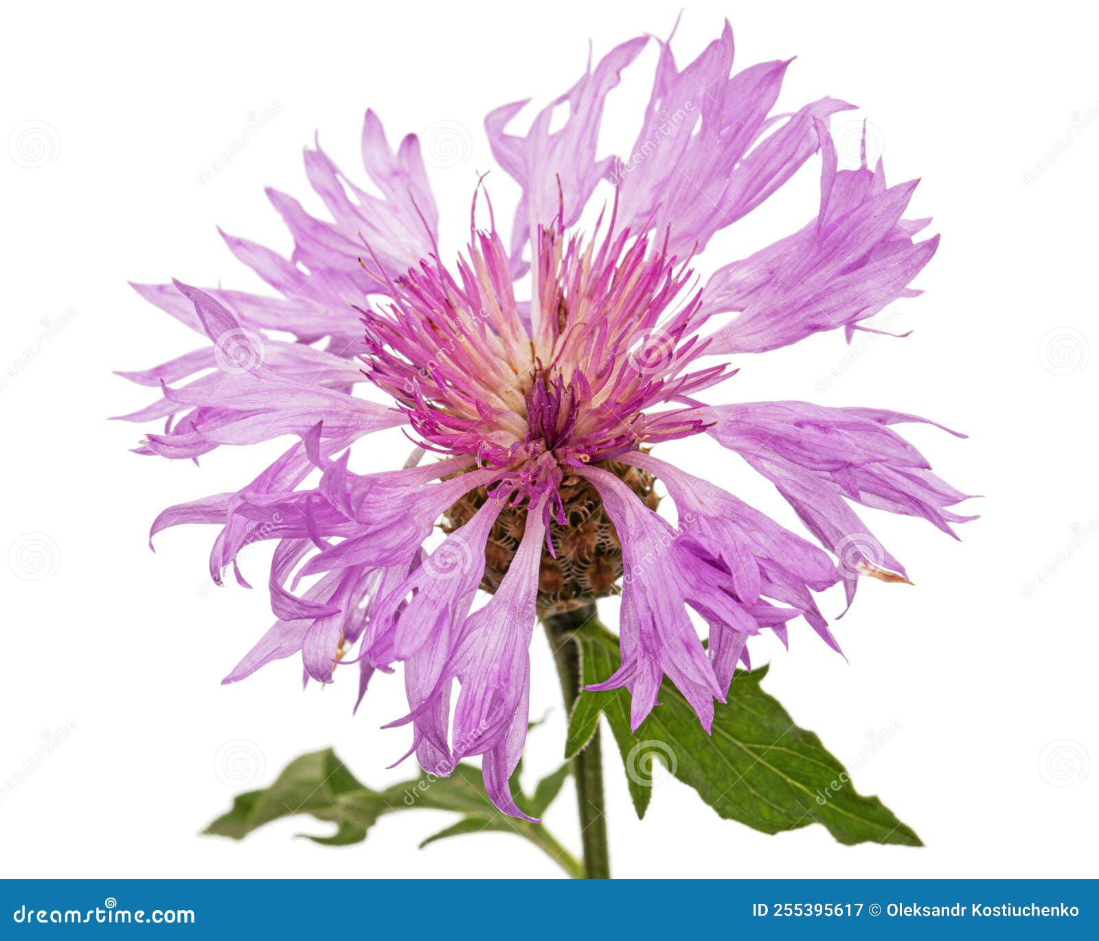 Purple Flower of Cornflower, Lat. Centaurea, Isolated on White ...