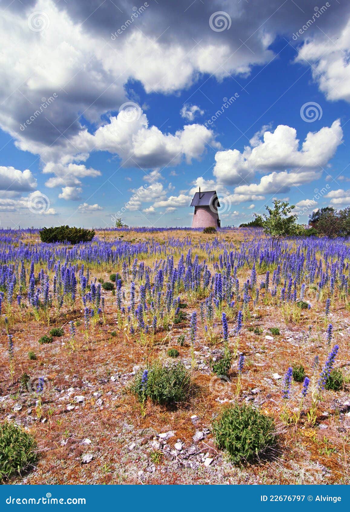 Purple Flower Countryside stock image. Image of agricultural - 22676797