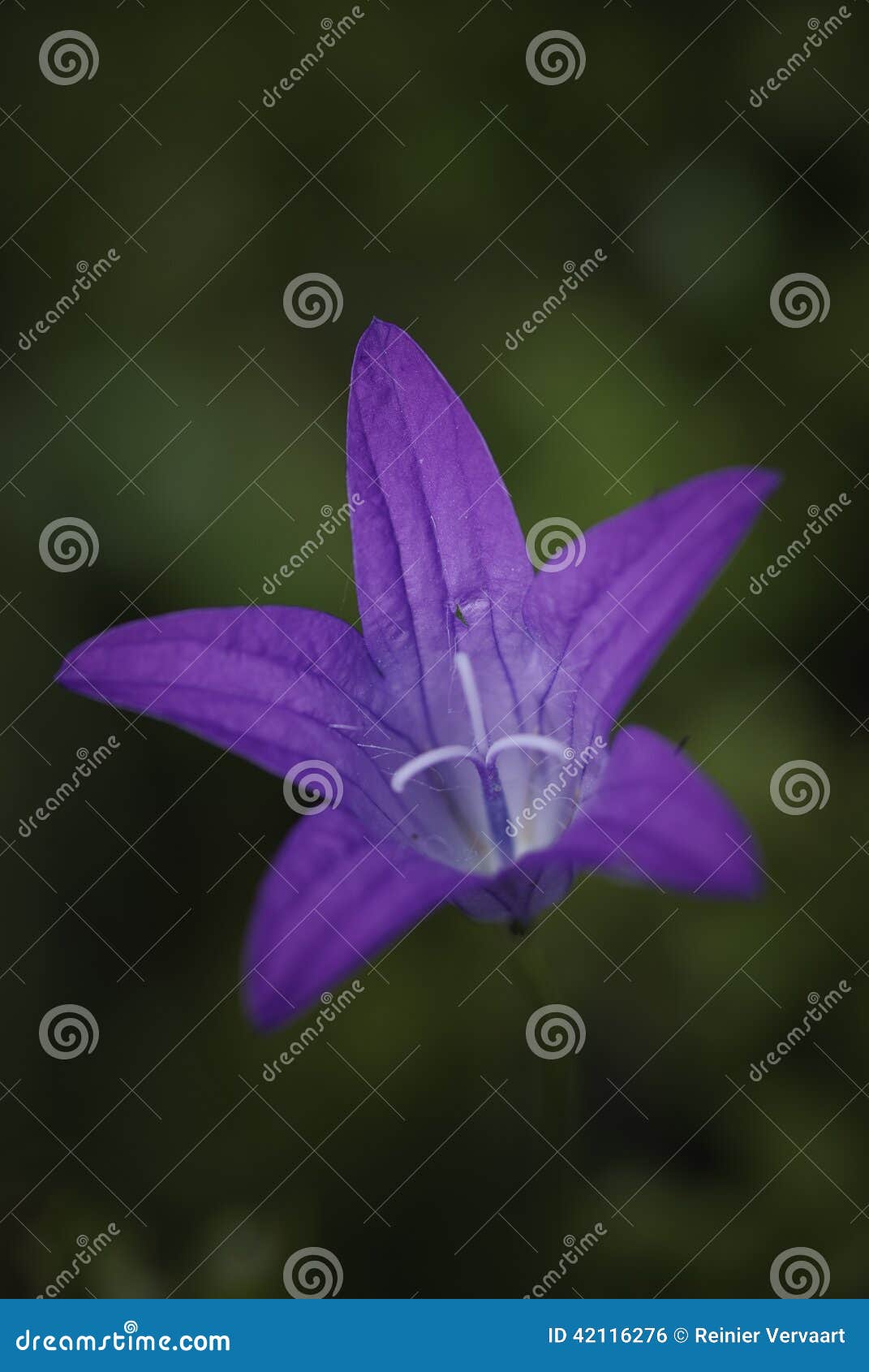 Purple Flower Depth of Field Stock Photo - Image of sepal, environment ...