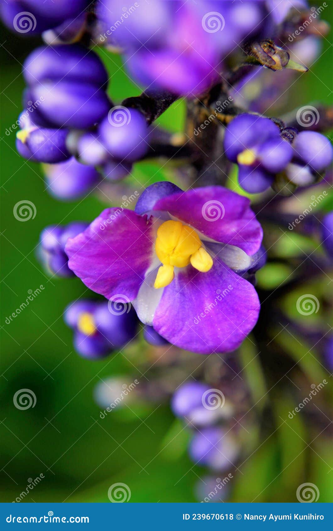 Dichorisandra Thyrsiflora Flower in the Backyard Stock Photo - Image of ...
