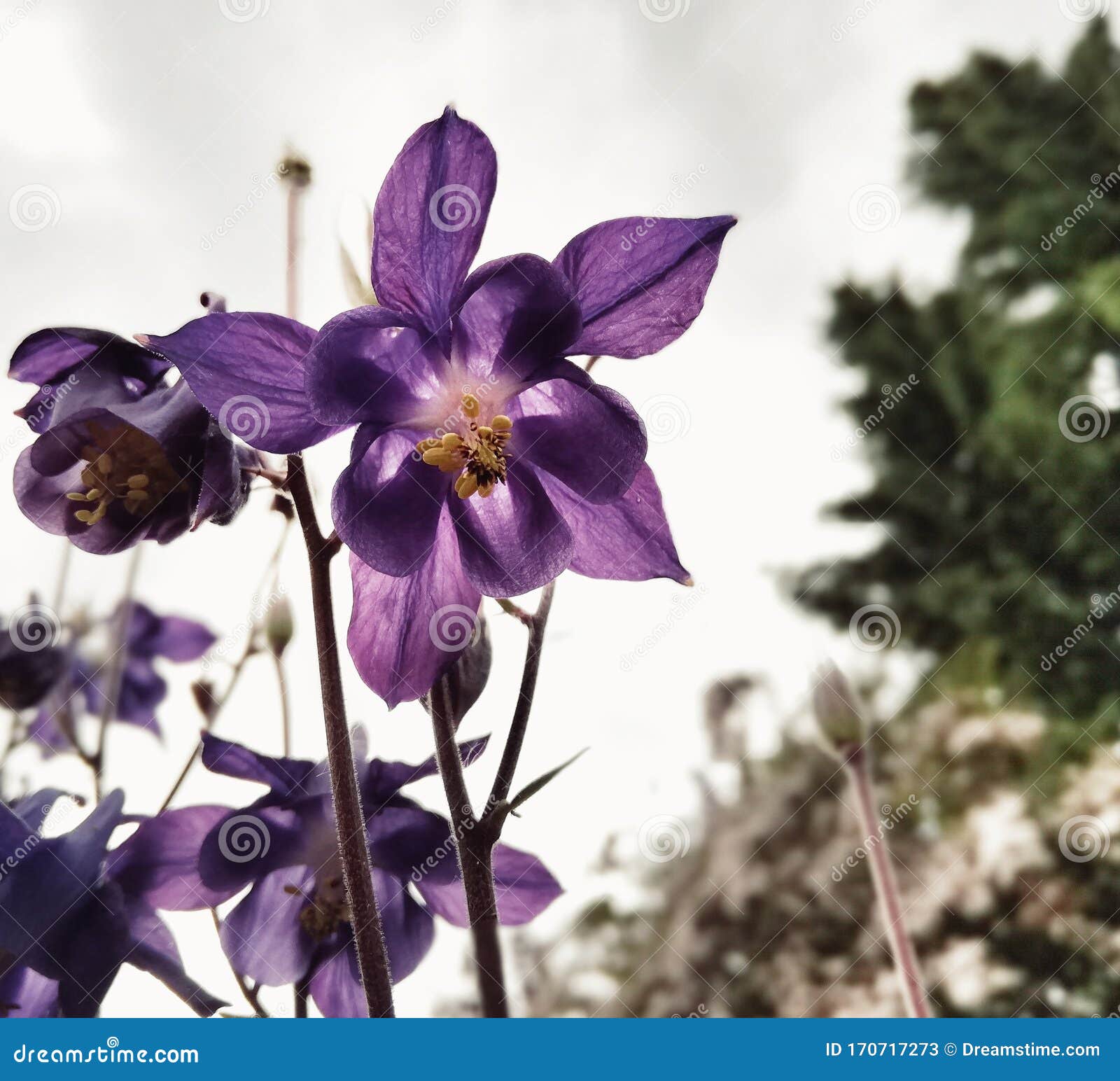 Violet flower stock image. Image of purple, gray, blossom - 170717273