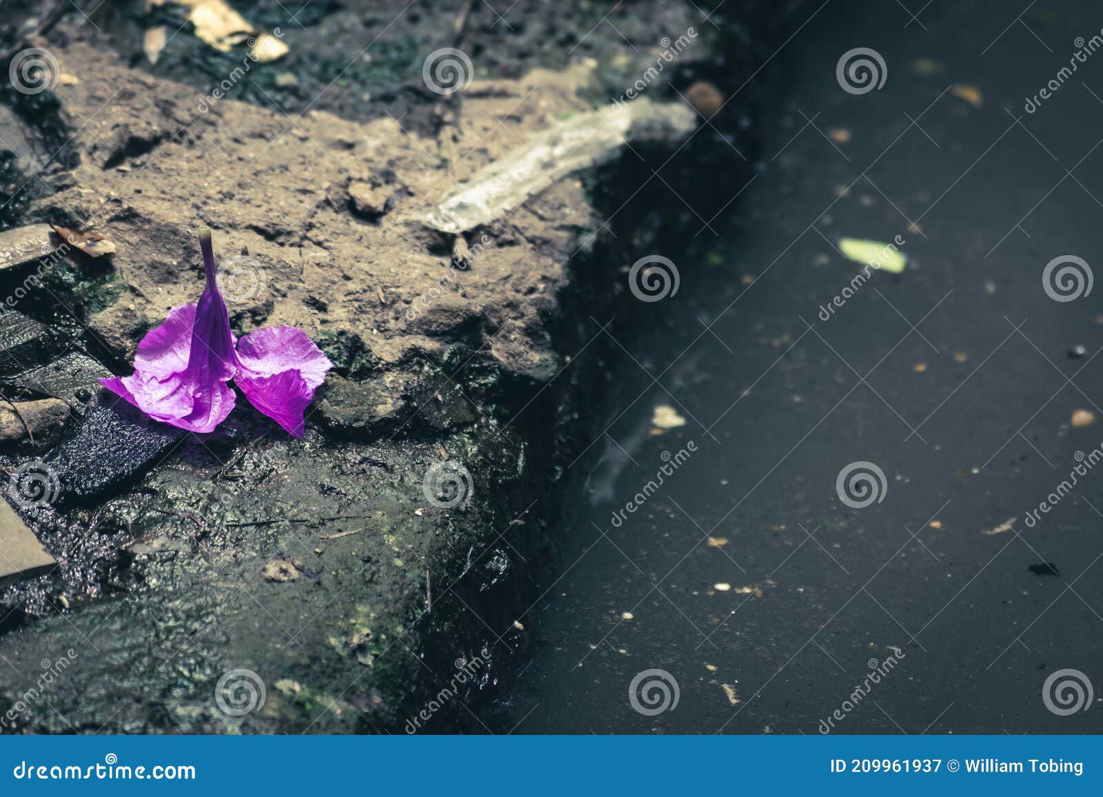 Purple Flower Fall Down on Side of Sewer Stock Image - Image of sewer ...