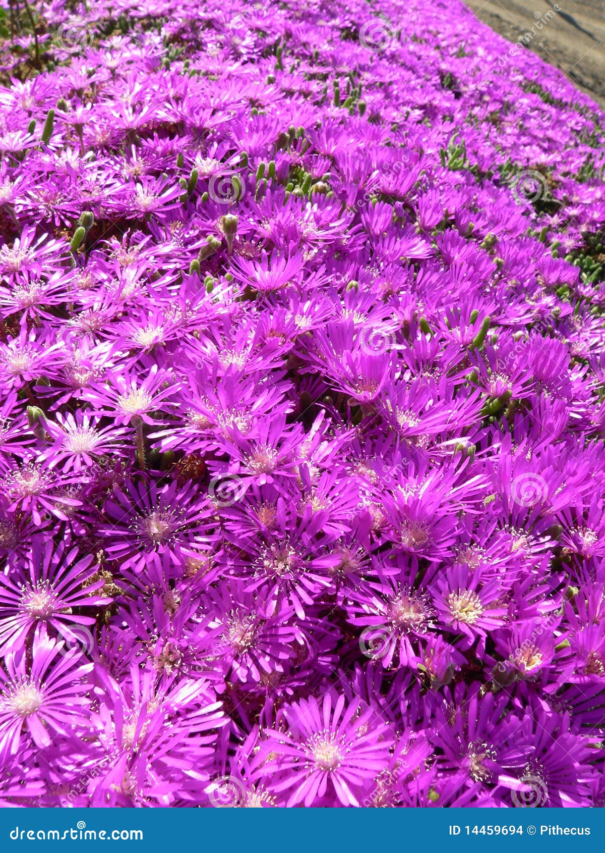 Purple Flower Field stock photo. Image of agriculture - 14459694