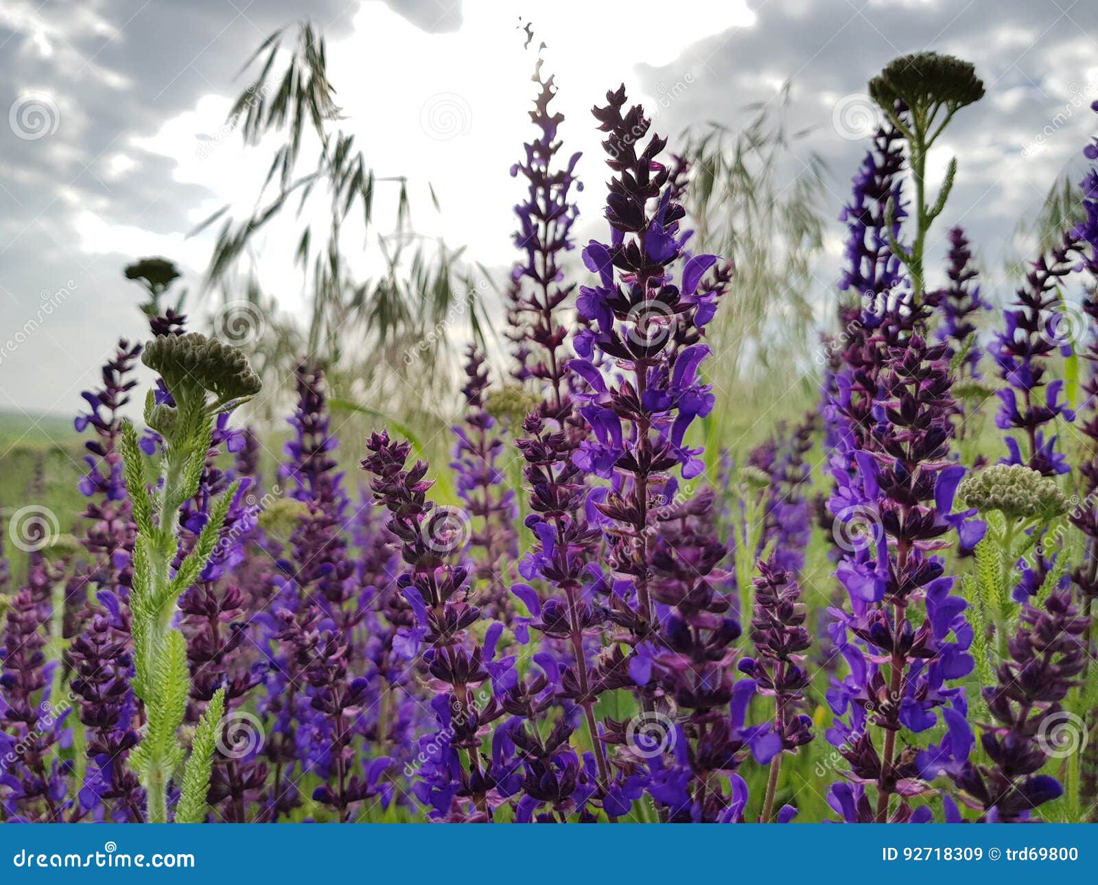 Purple flower field stock image. Image of lupin, hyssopus - 92718309