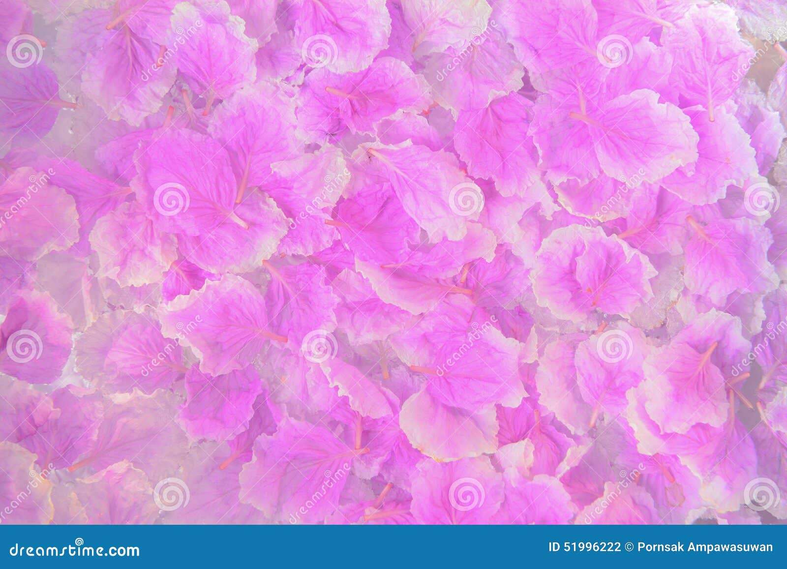 Purple Flower stock photo. Image of flowers, bright, close - 51996222