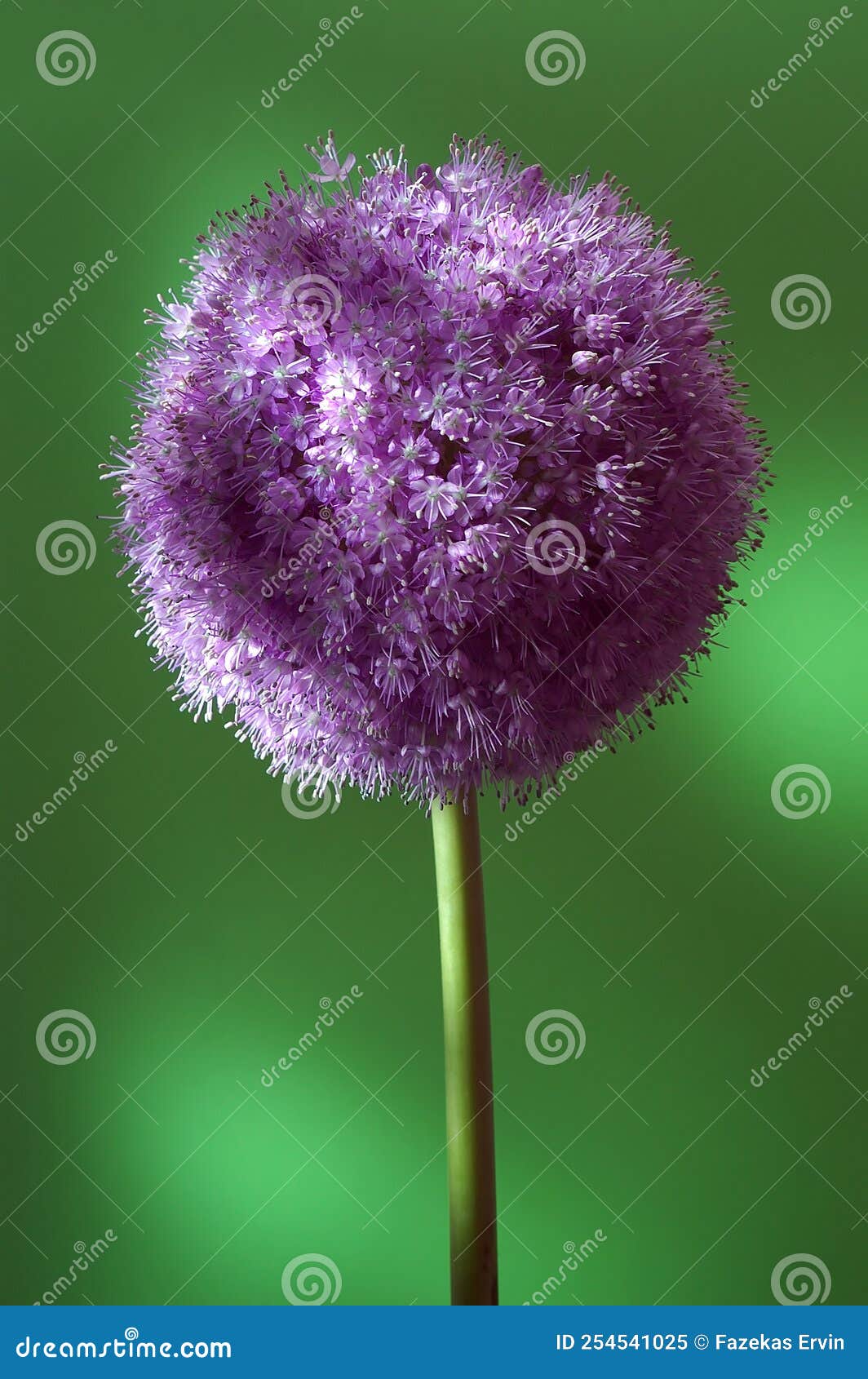 Purple flower flufy stock image. Image of herb, purple - 254541025