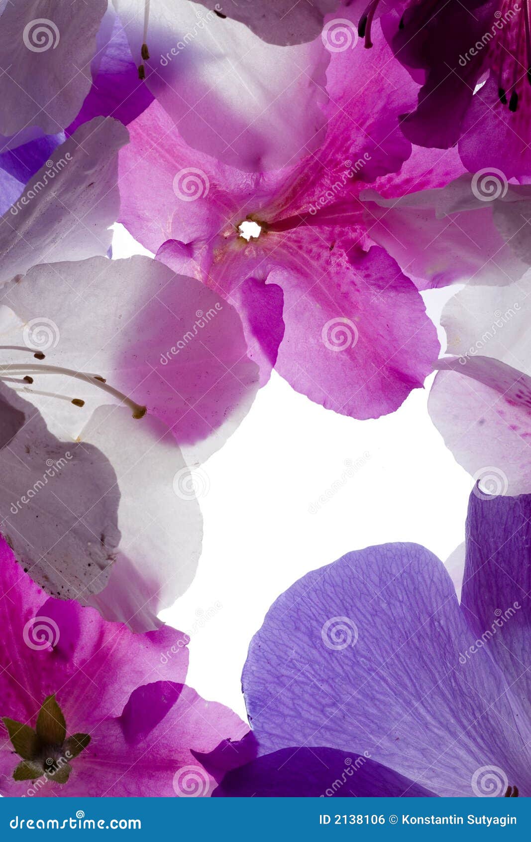 Purple Flower Frame stock photo. Image of botany, isolated - 2138106