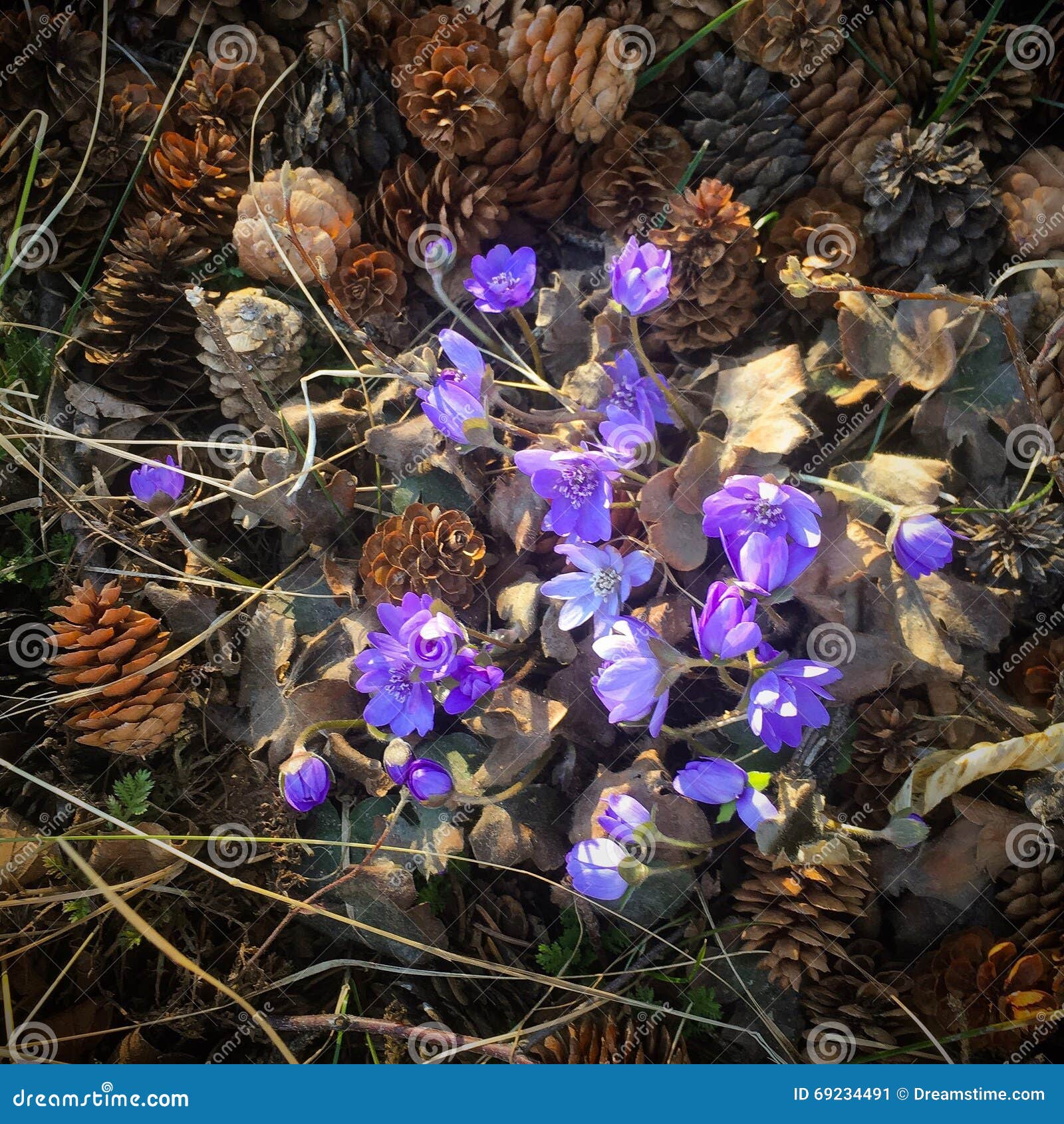 Purple flower stock image. Image of purple, growth, flower - 69234491