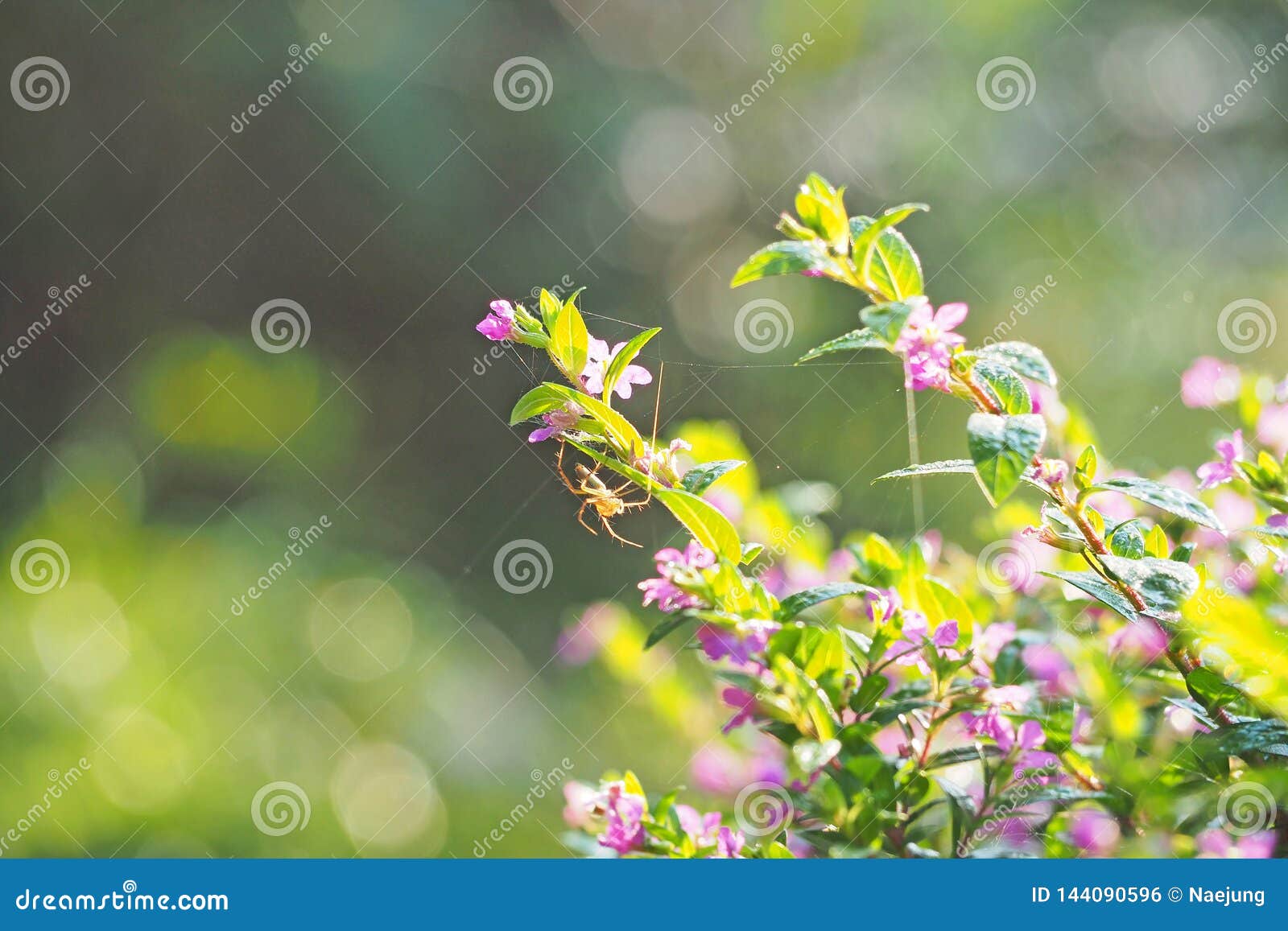 Purple Flower with Back Light Stock Photo - Image of green, pastel ...
