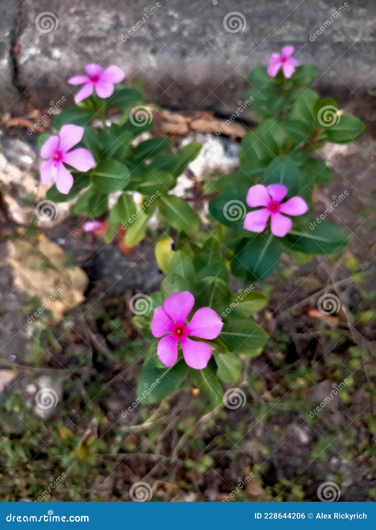 Purple Flower Growth on the Stock Photo - Image of garden, petal: 228644206