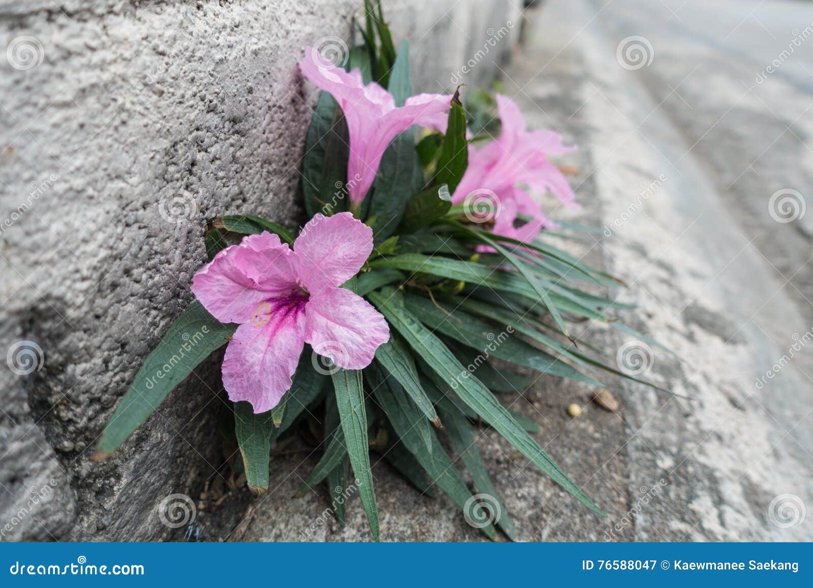 Purple Flower Growth on the Cement Floor. Stock Image - Image of cape ...