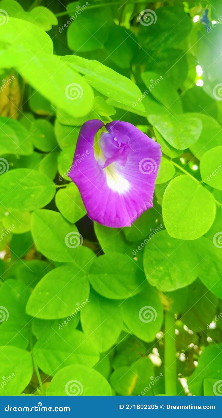 Purple Flower Growth at the Sideways Stock Image - Image of garden ...