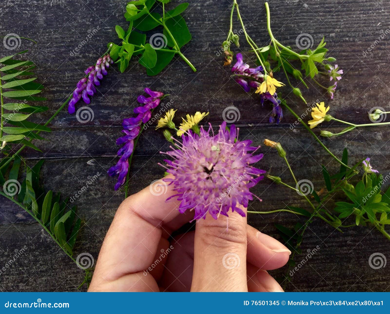 Purple flower stock image. Image of yellow, purple, hand - 76501345