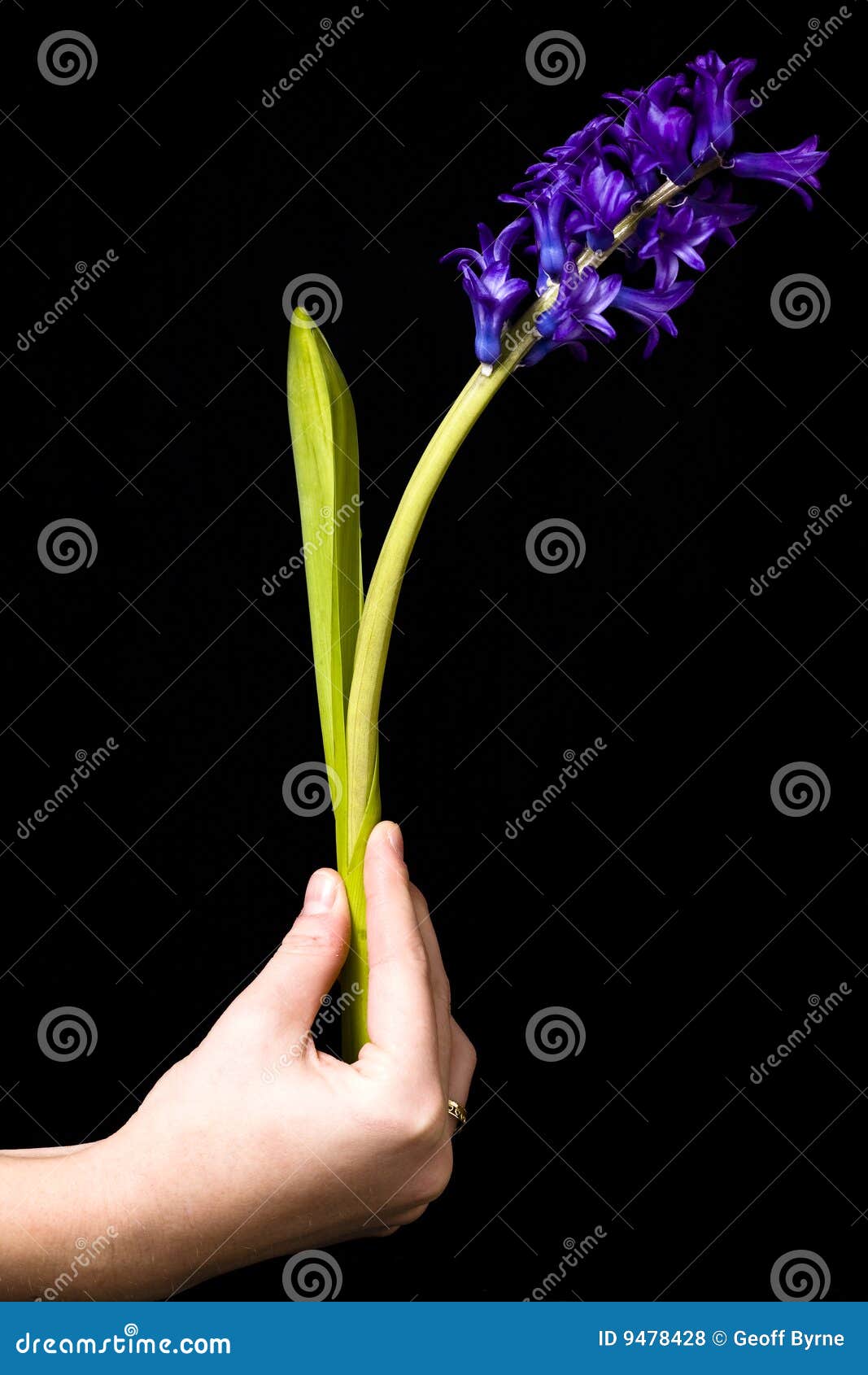 Purple flower in hand stock photo. Image of hand, purple - 9478428