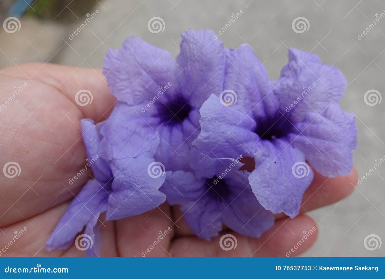 Purple flower on hand stock image. Image of abstract - 76537753