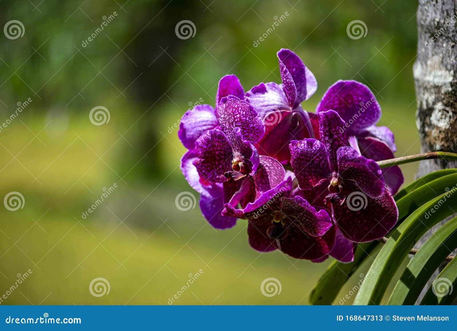 Purple flower head stock image. Image of bali, purple - 168647313