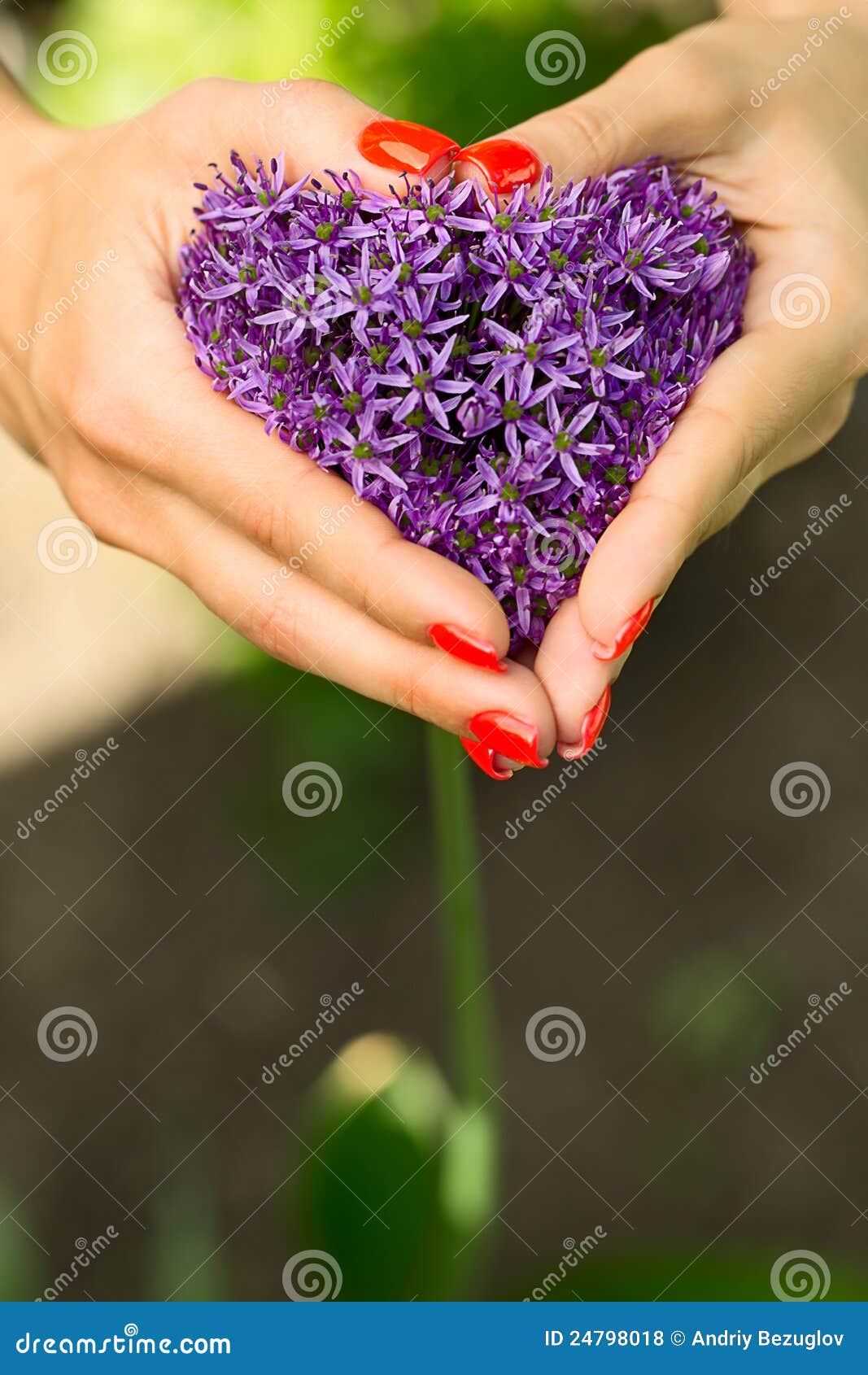 Purple flower heart stock photo. Image of manicure, herbs - 24798018