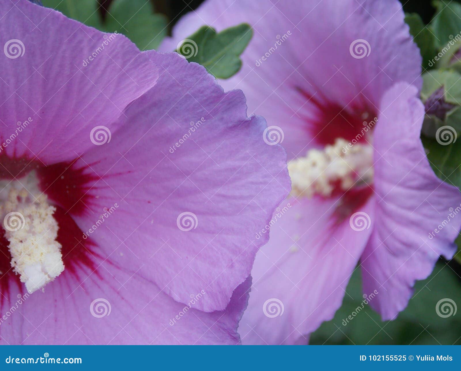 Purple flower of hibiscus stock image. Image of orchid - 102155525