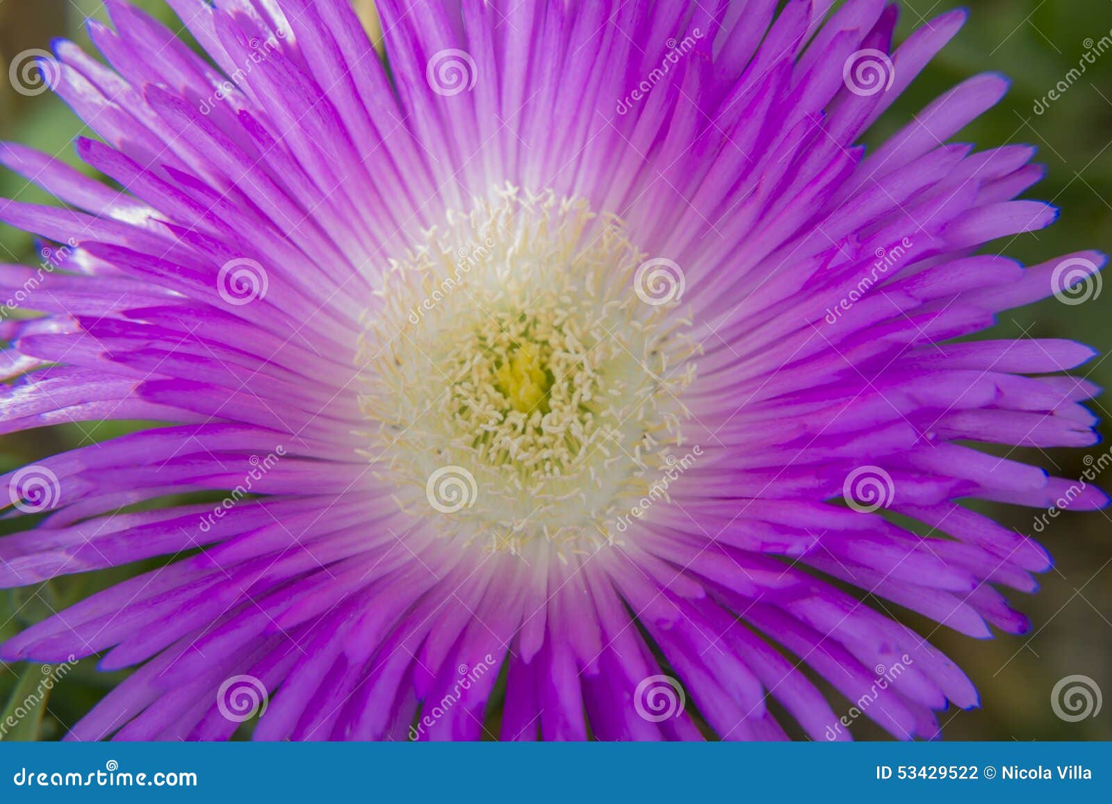 Fioe Stock Photos - Free & Royalty-Free Stock Photos from Dreamstime