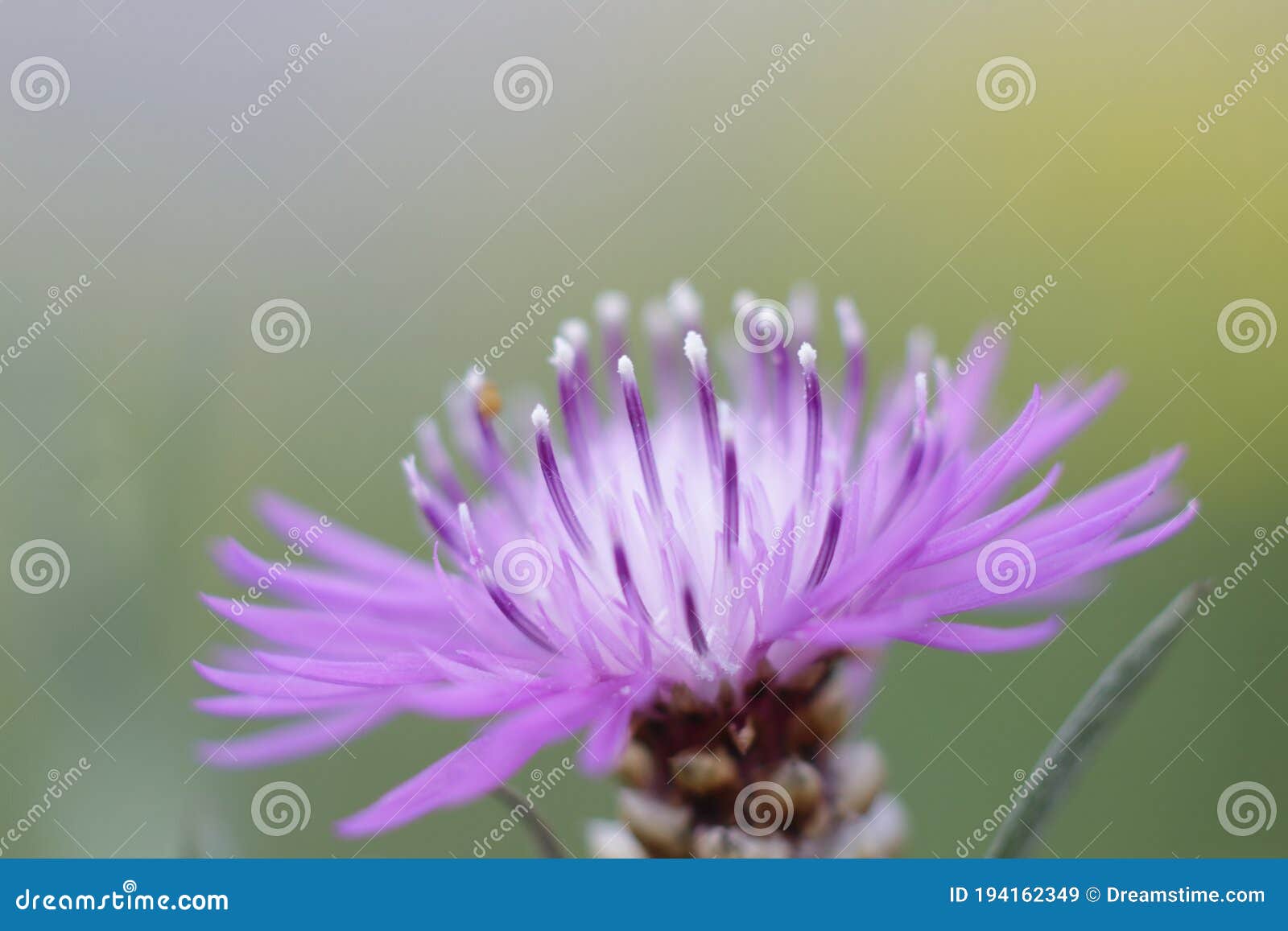 Purple Flower with Many Petals Stock Image - Image of floral, bloom ...
