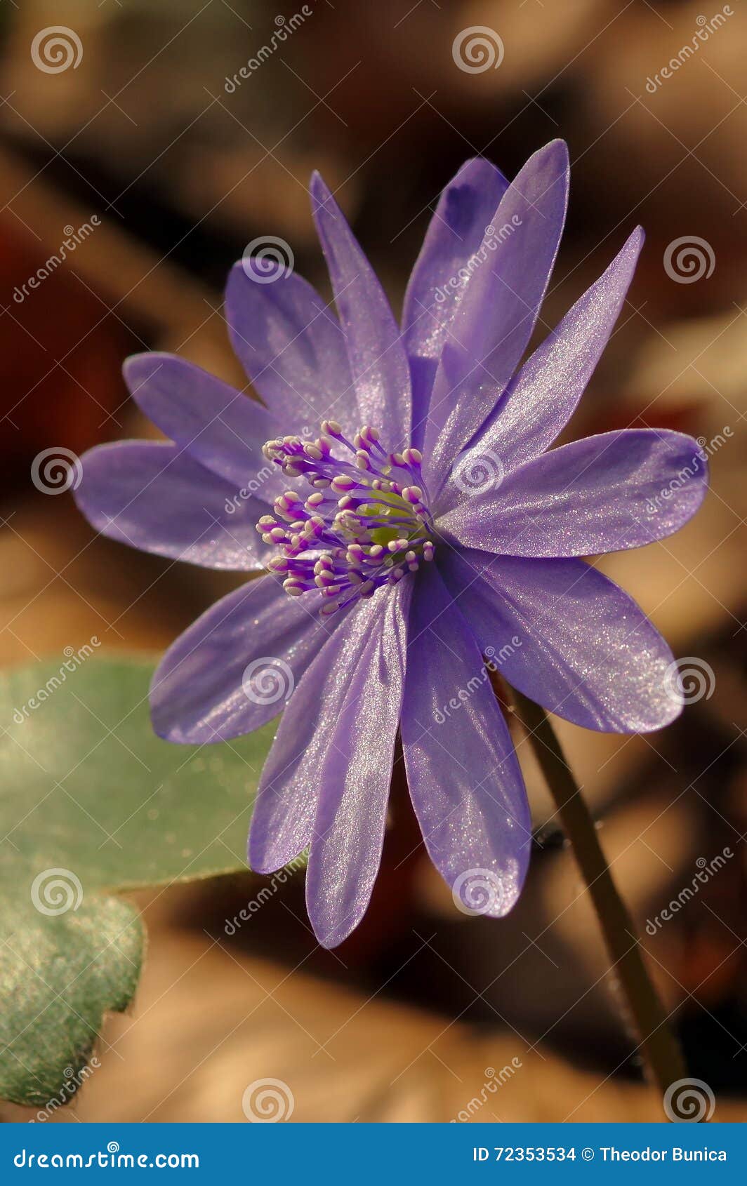 Mountain Purple Flower Hepatica Transsilvanica Stock Photos - Free ...