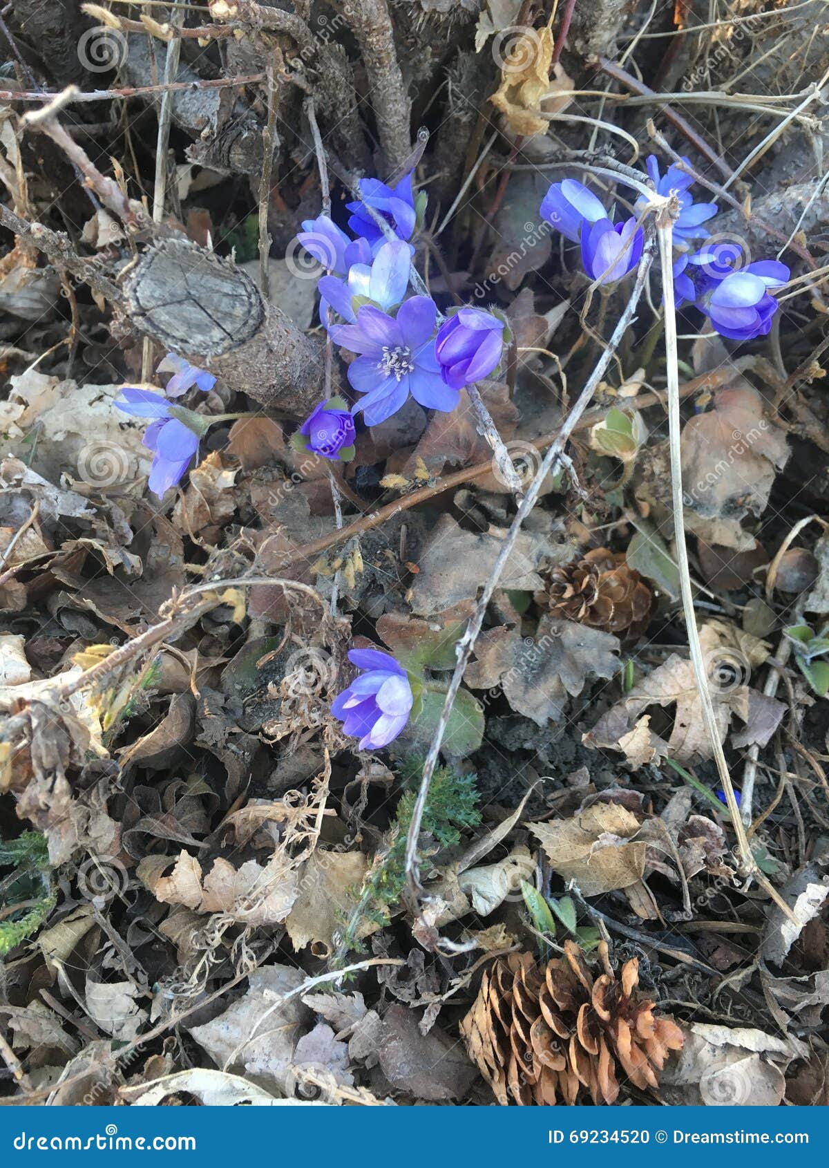 Purple flower stock photo. Image of flower, purple, growth - 69234520