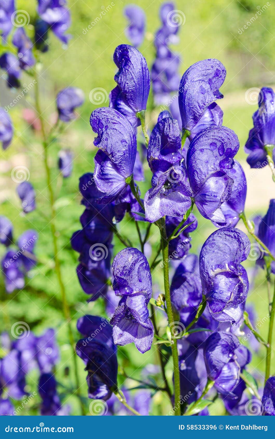 Purple flower stock photo. Image of romantic, garden - 58533396