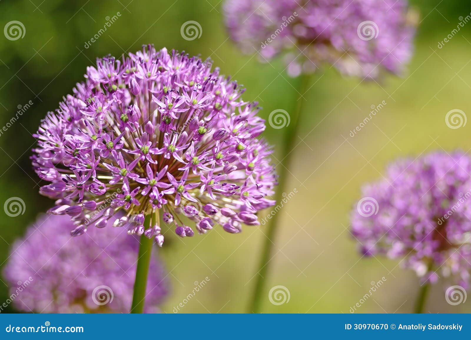 Purple flower of onion stock photo. Image of blossom - 30970670