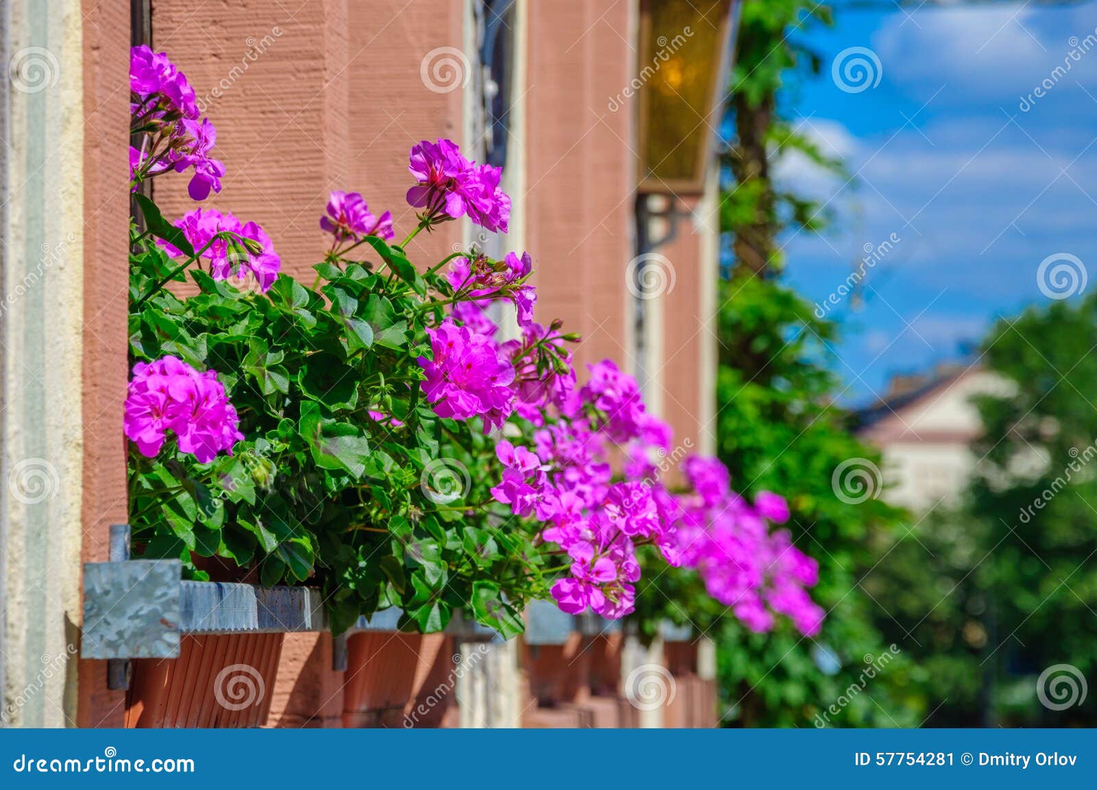 Purple Flower Pelargonium, Geranium on the Balcony Stock Image - Image ...