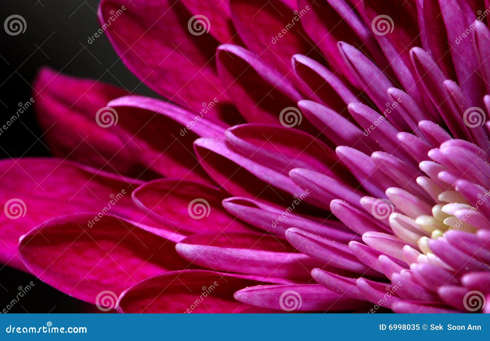 Purple Flower Petal stock image. Image of black, flora - 6998035