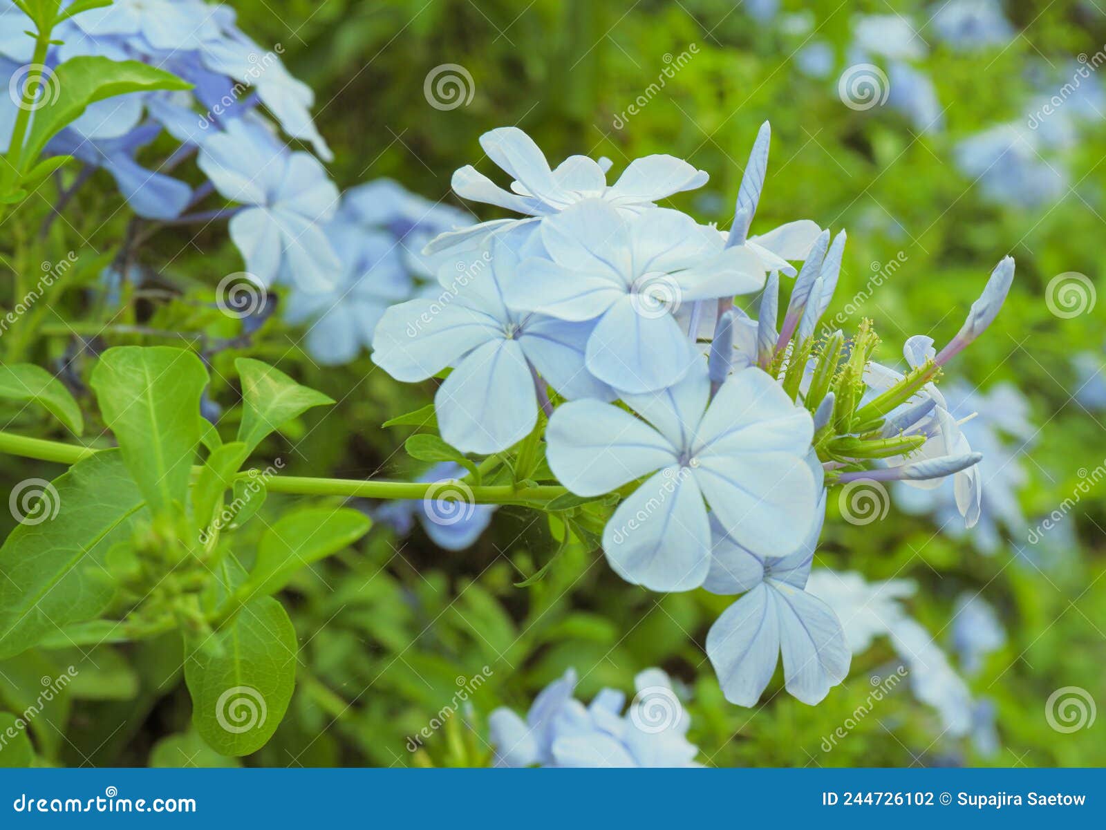 Purple Flower Petals Bloom Naturally in Spring. Stock Photo - Image of ...
