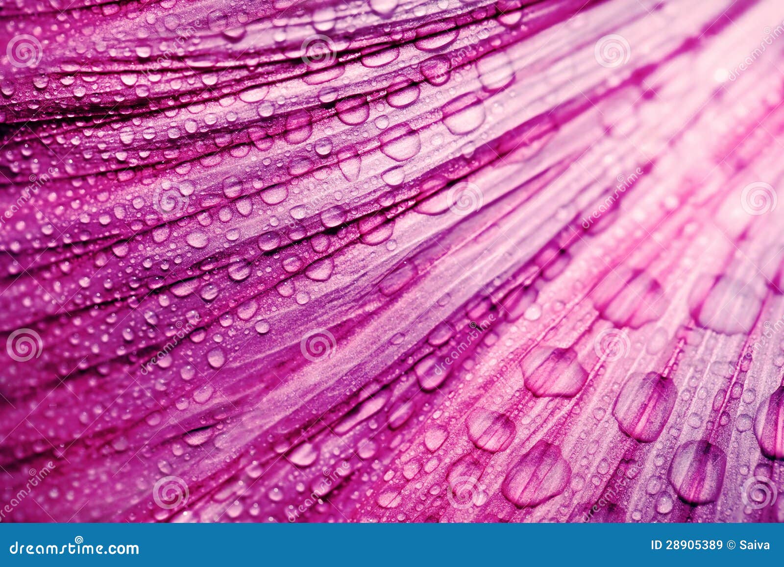Purple Flower Petals with Raindrops Stock Image - Image of closeup ...