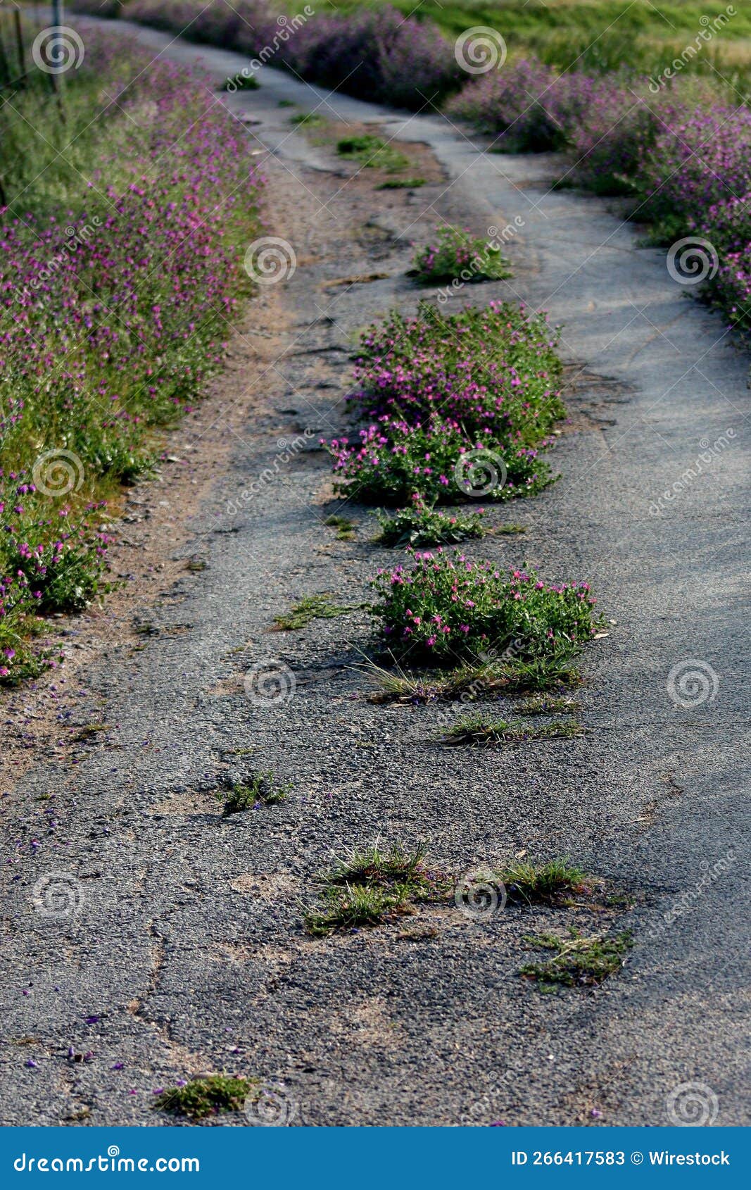 Purple Flower Plants Growing on the Pathway Stock Image - Image of ...