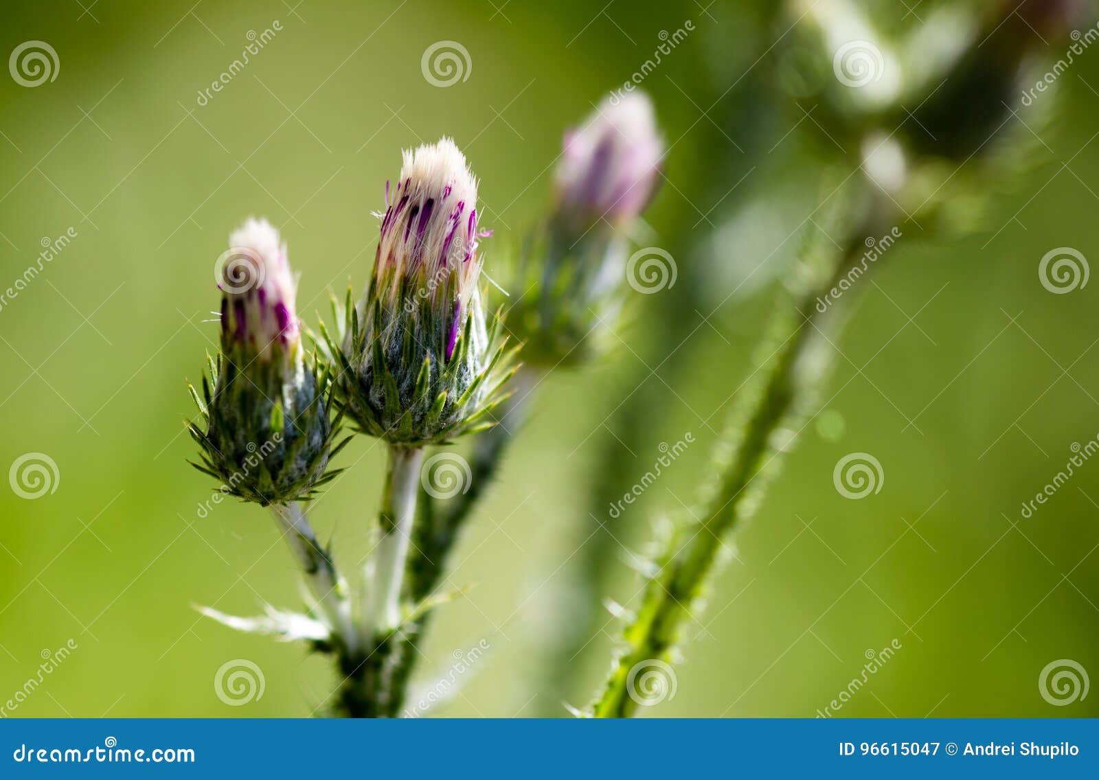 Purple Flower on a Prickly Plant Stock Image - Image of flower, petal ...